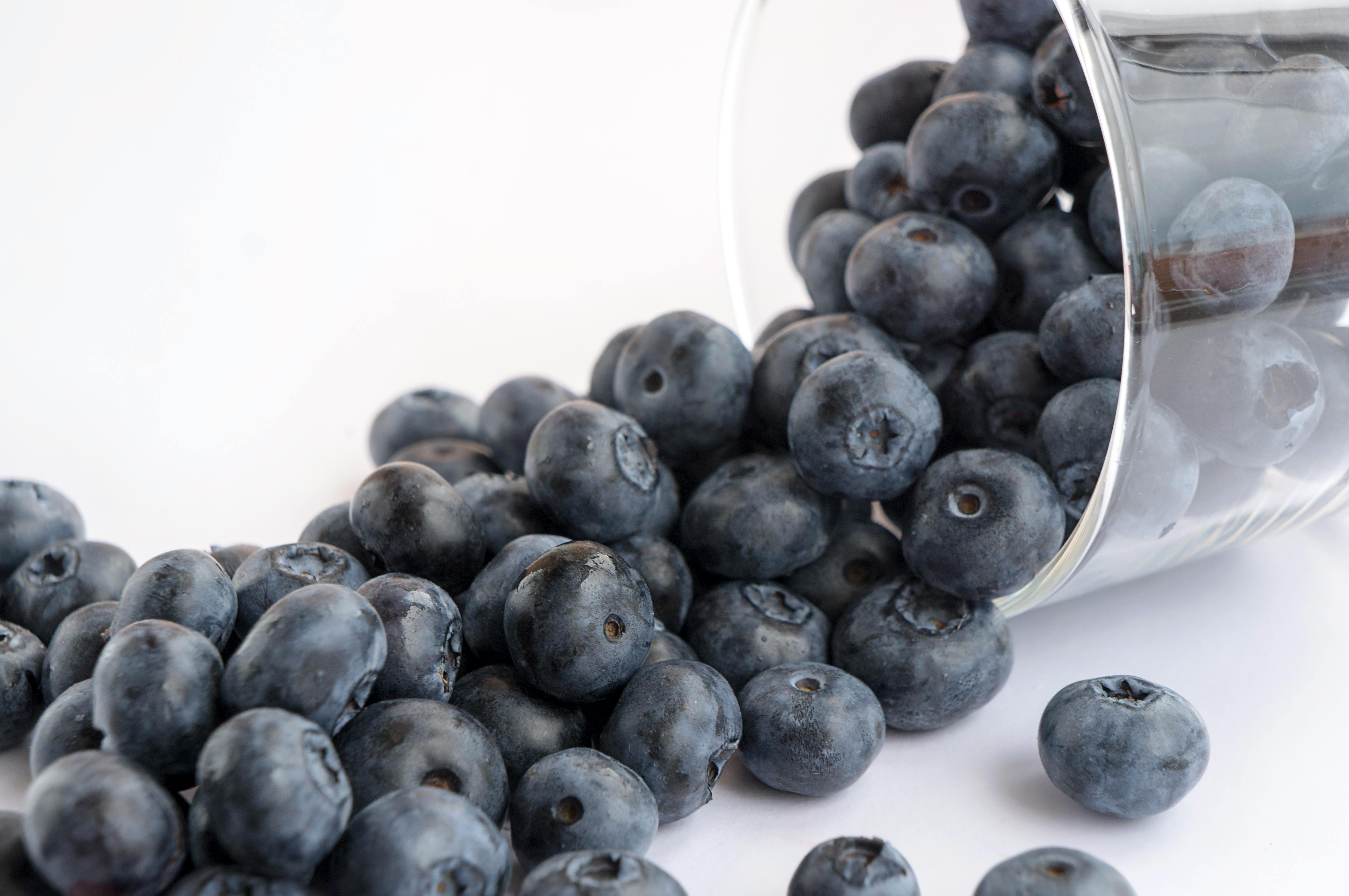 Huckleberry Photos, Download The BEST Free Huckleberry Stock Photos ...