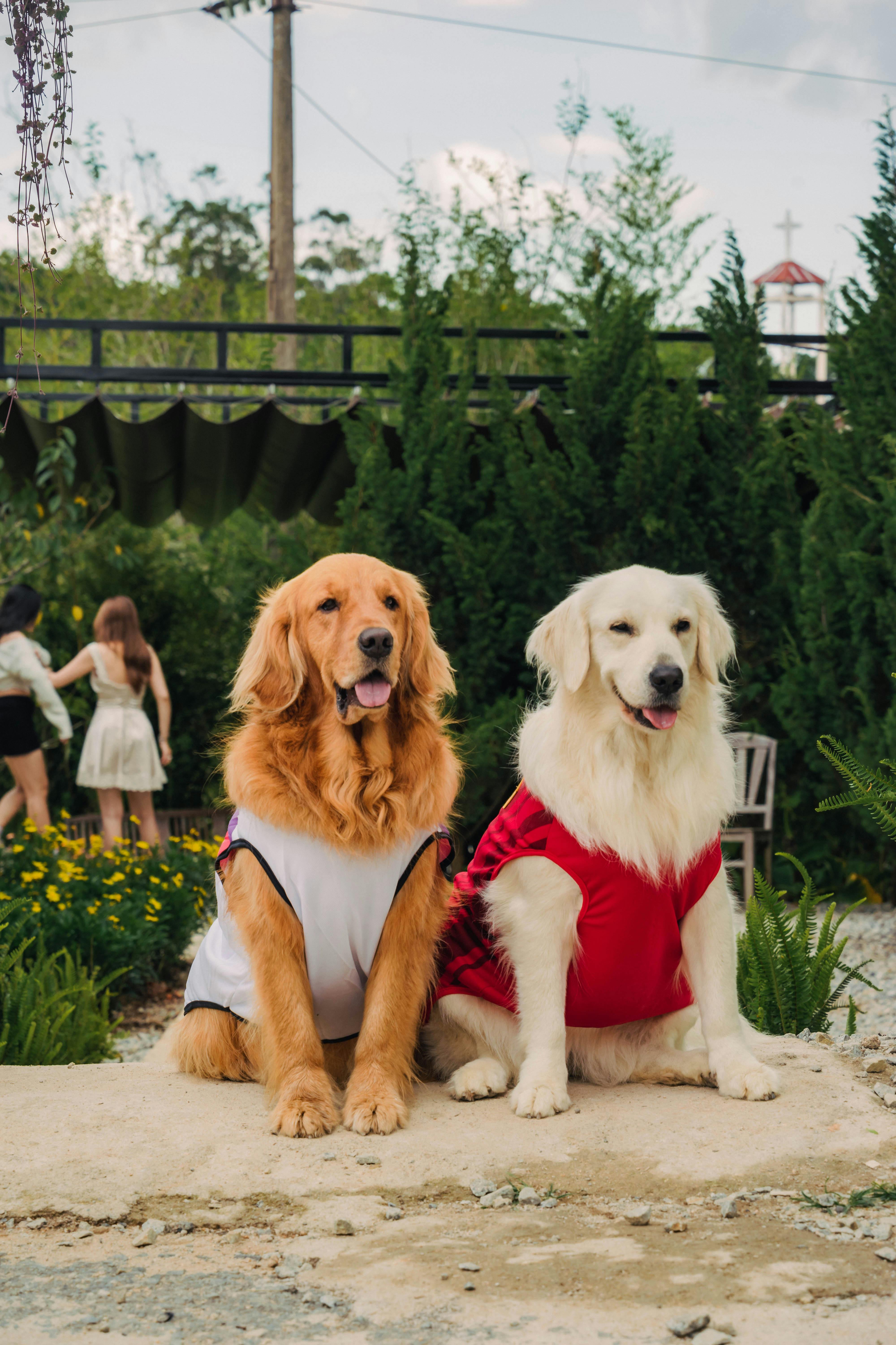 Dogs in Clothes · Free Stock Photo