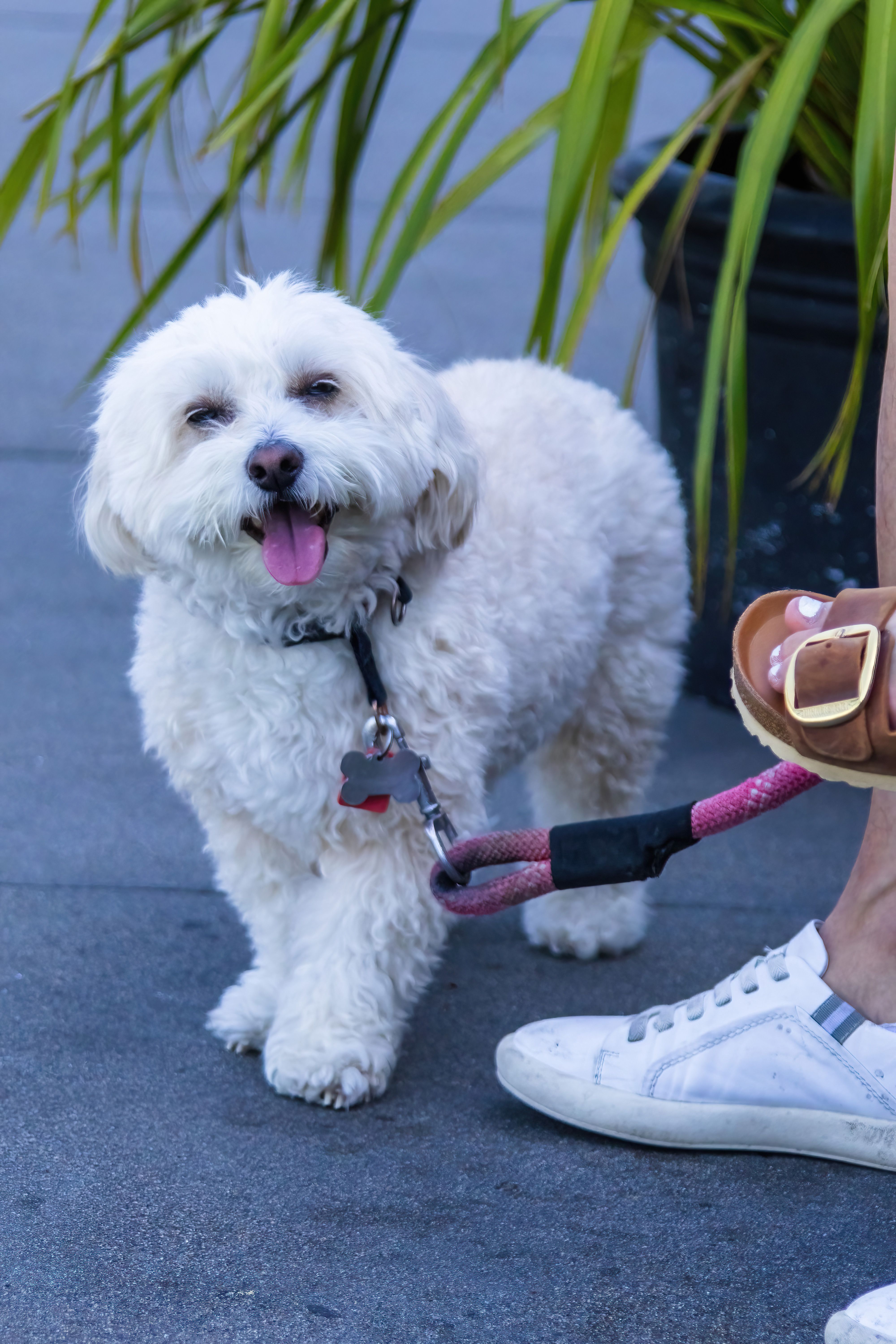 A White Poodle on a Leash Outside in City · Free Stock Photo