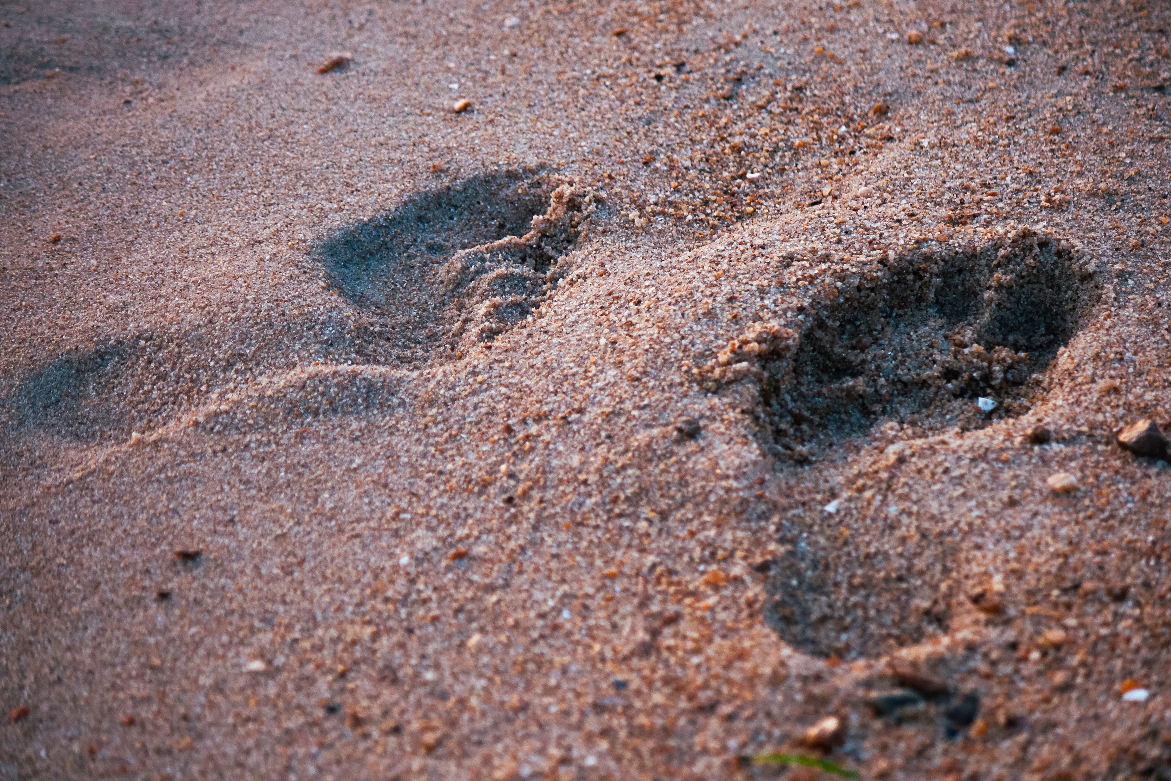 Footprints on Sand · Free Stock Photo