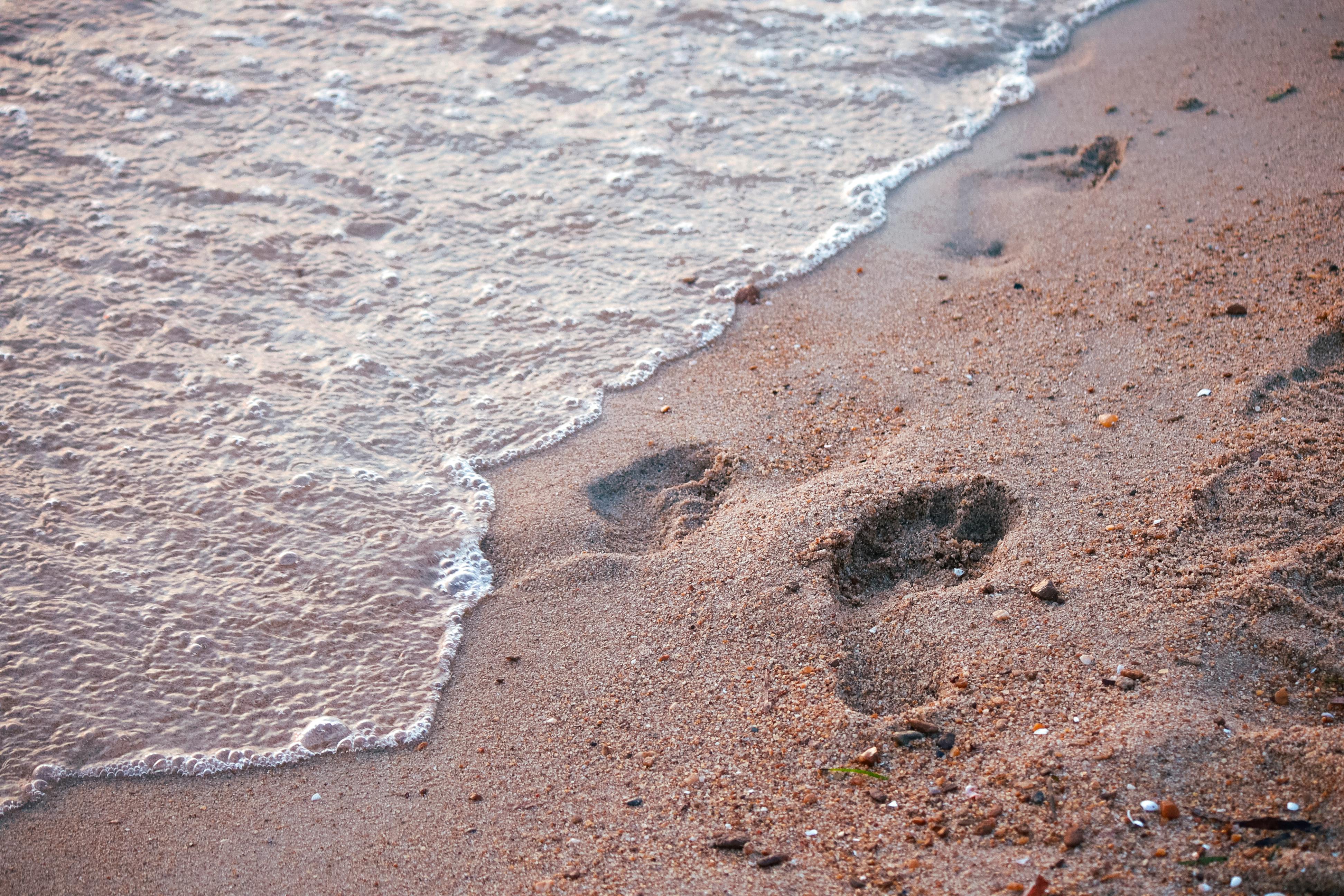Footprints on Sea Shore · Free Stock Photo
