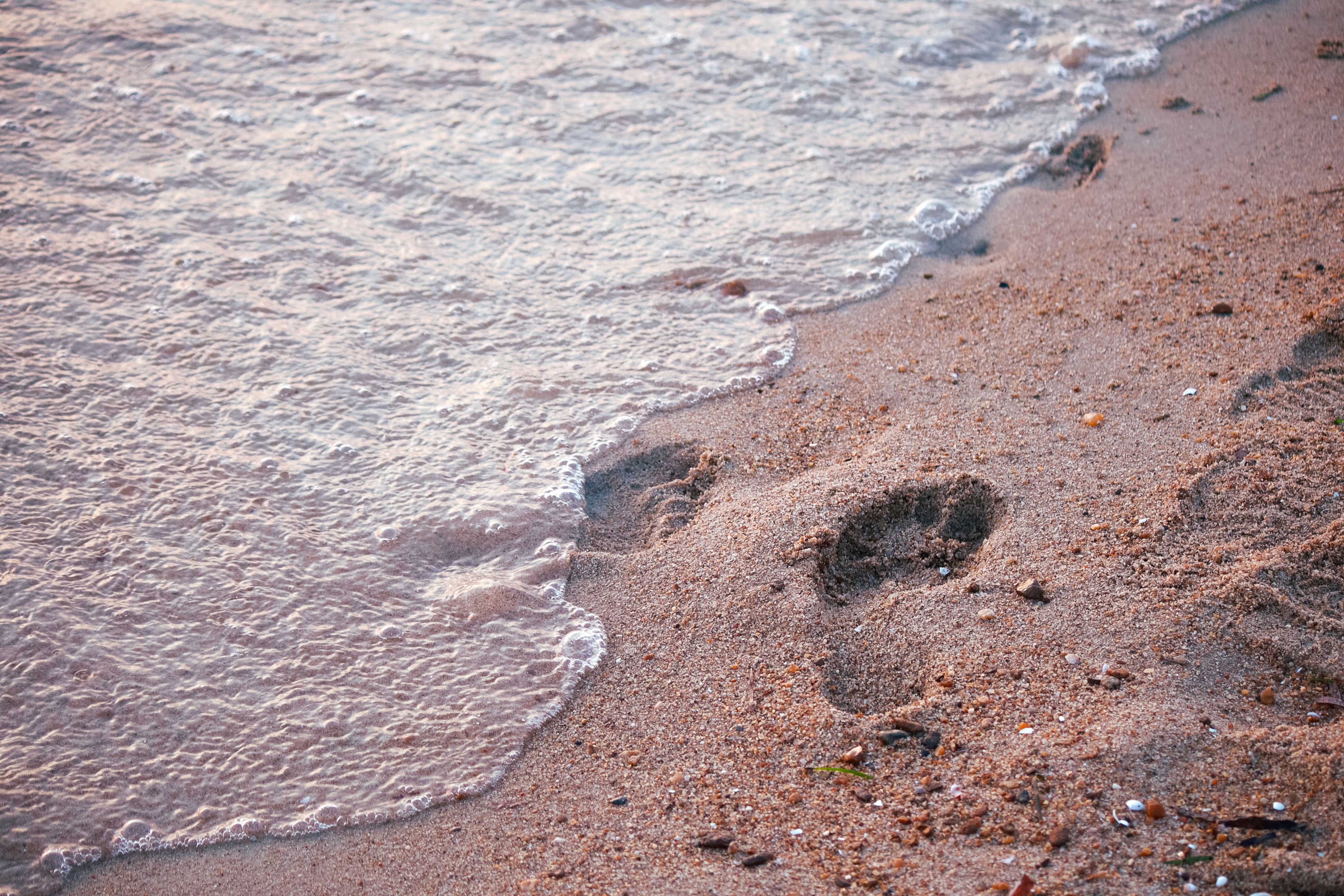 Foot Print on Sand · Free Stock Photo