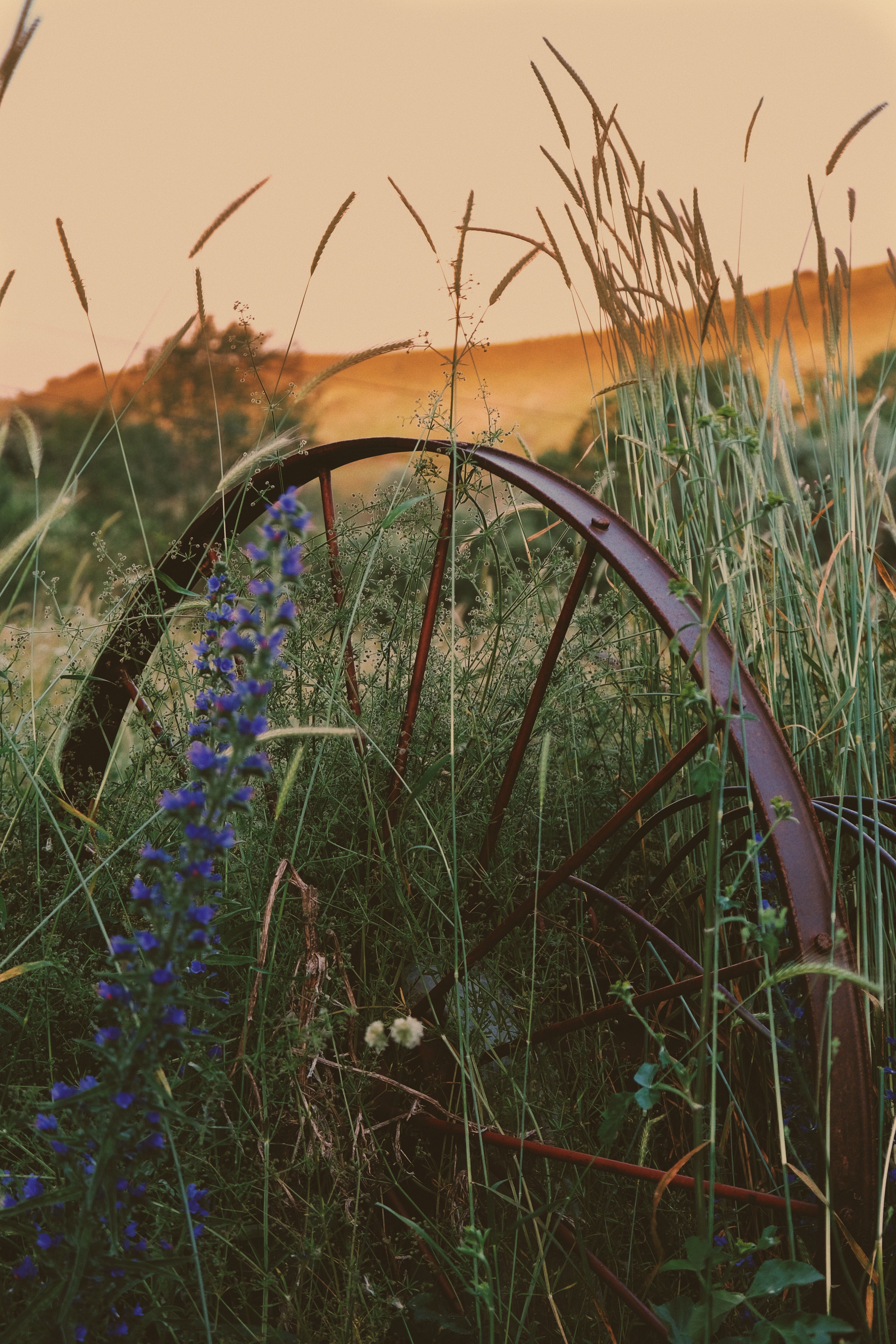 Vintage Wheel on Meadow · Free Stock Photo