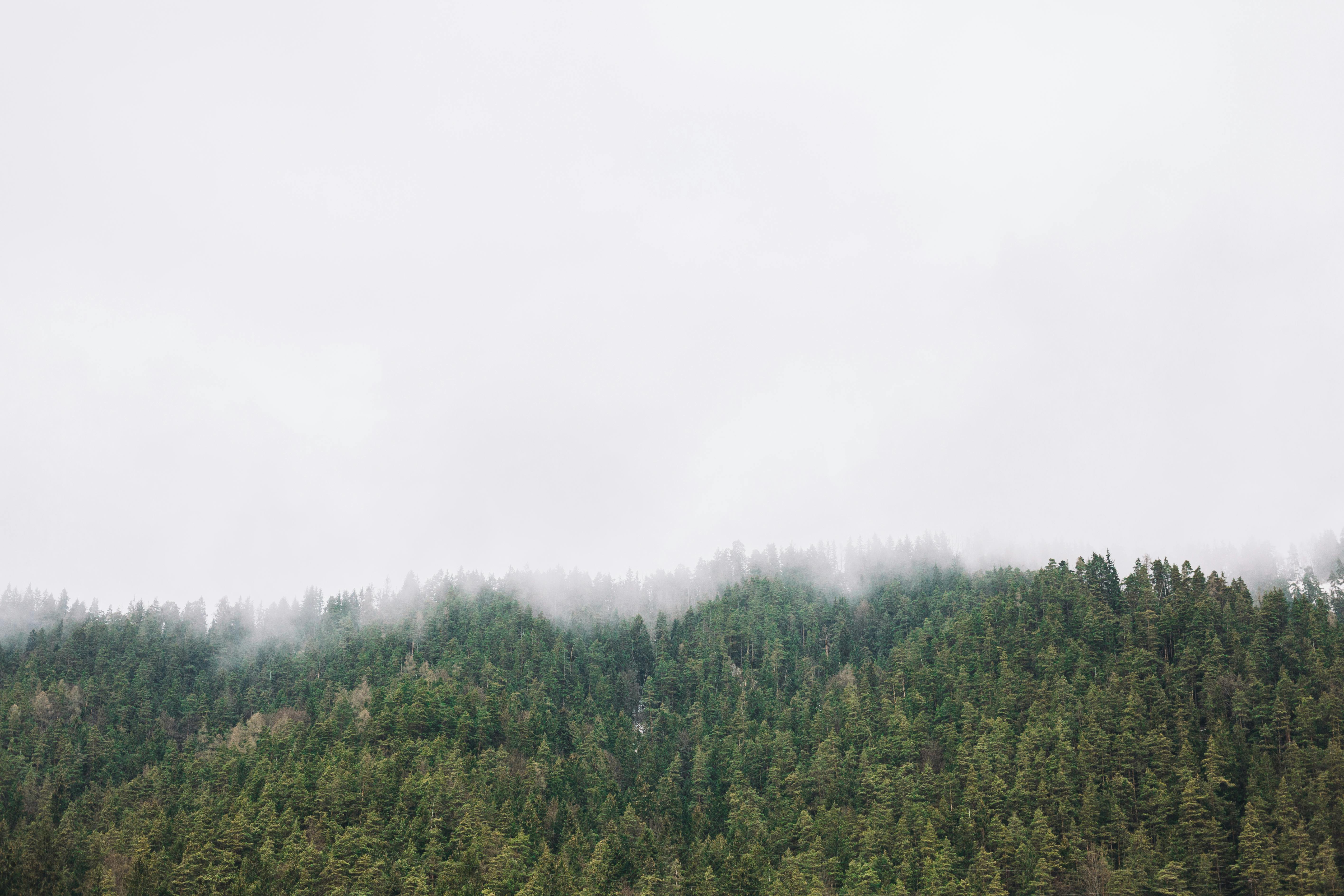 Bare Trees · Free Stock Photo