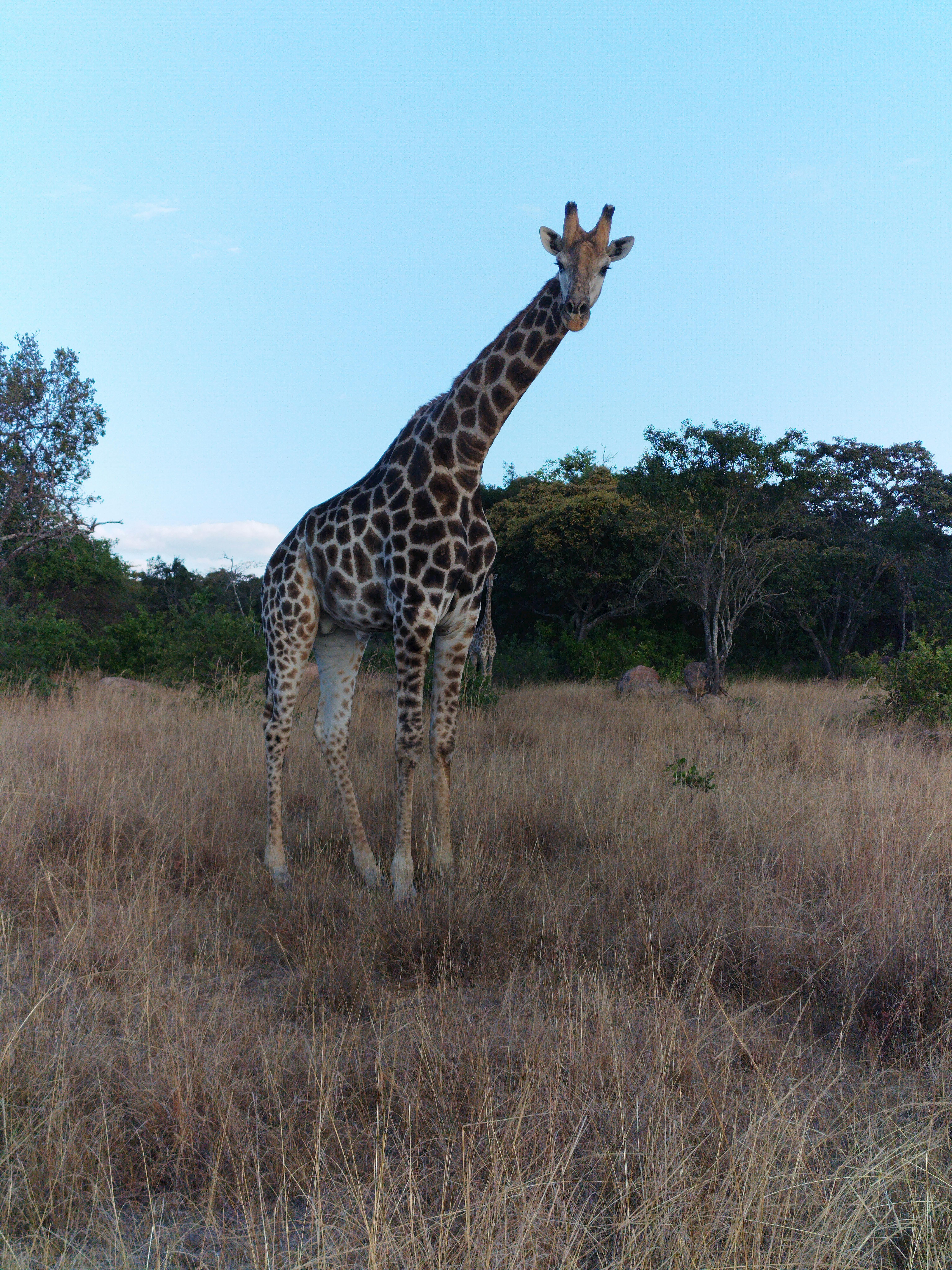 Giraffe in Nature · Free Stock Photo
