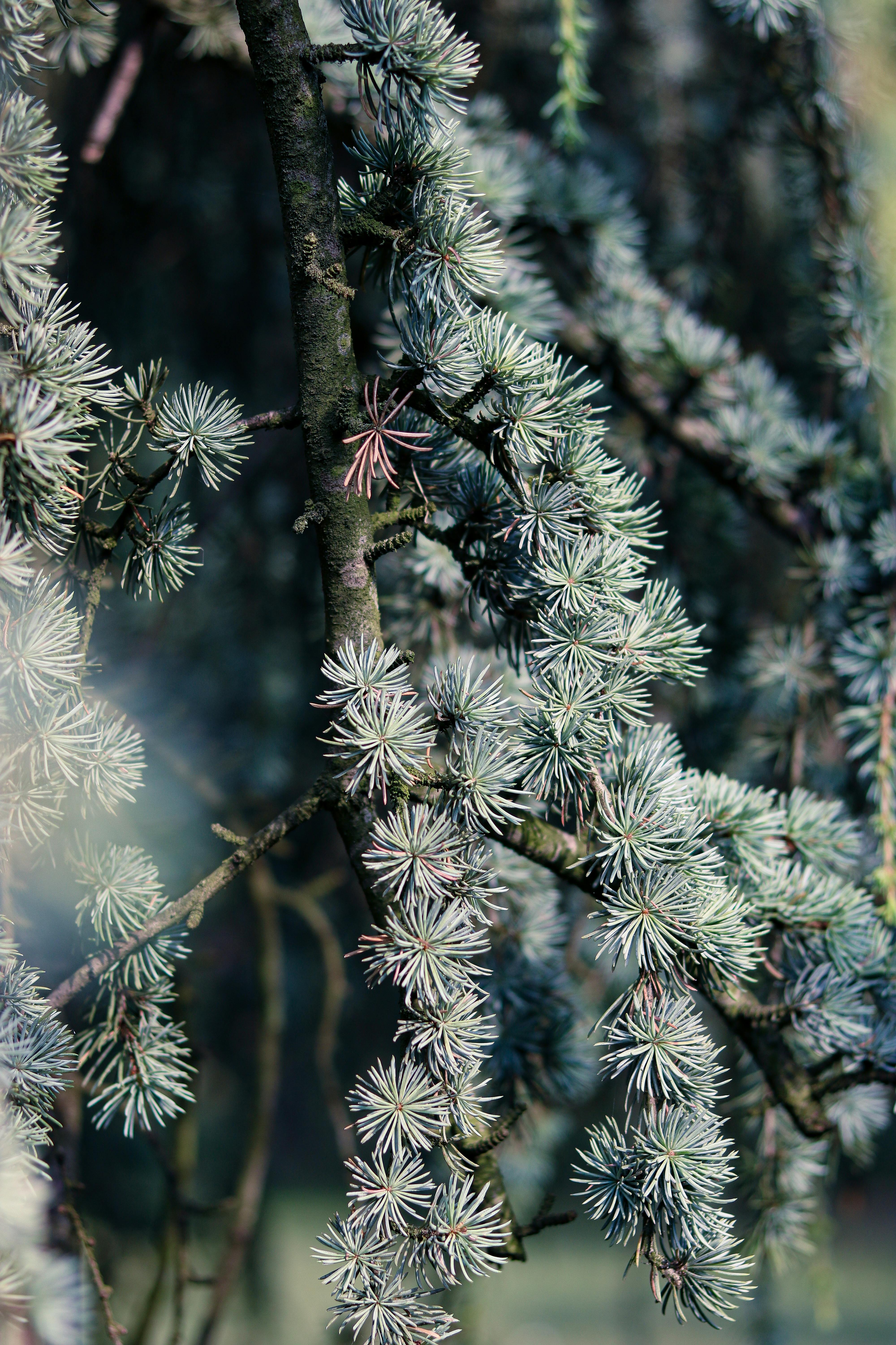 Branches of Atlas Cedar Tree · Free Stock Photo