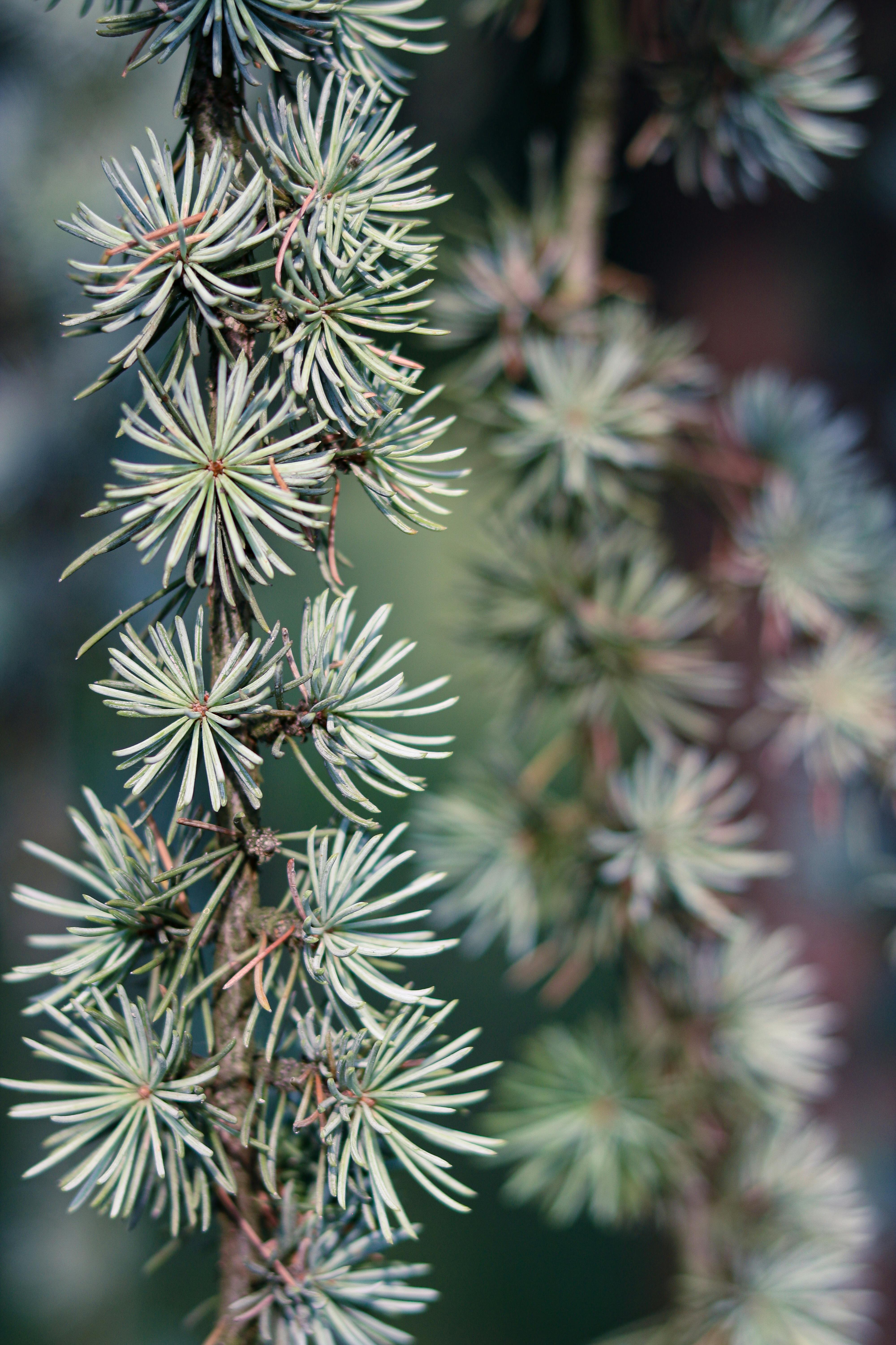 Close up of Needles of Evergreen Tree · Free Stock Photo
