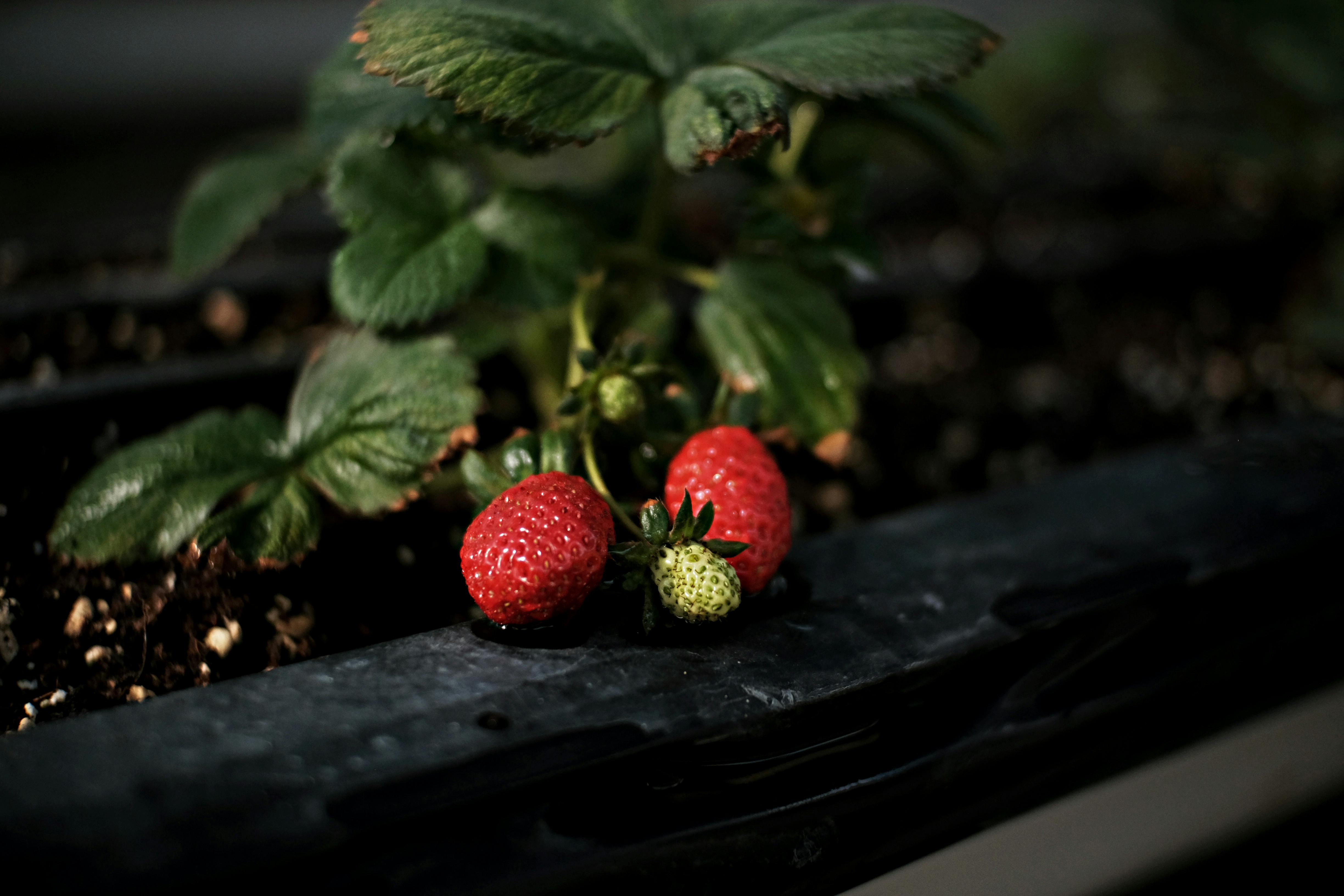 Strawberry Plant Photos, Download The BEST Free Strawberry Plant Stock ...