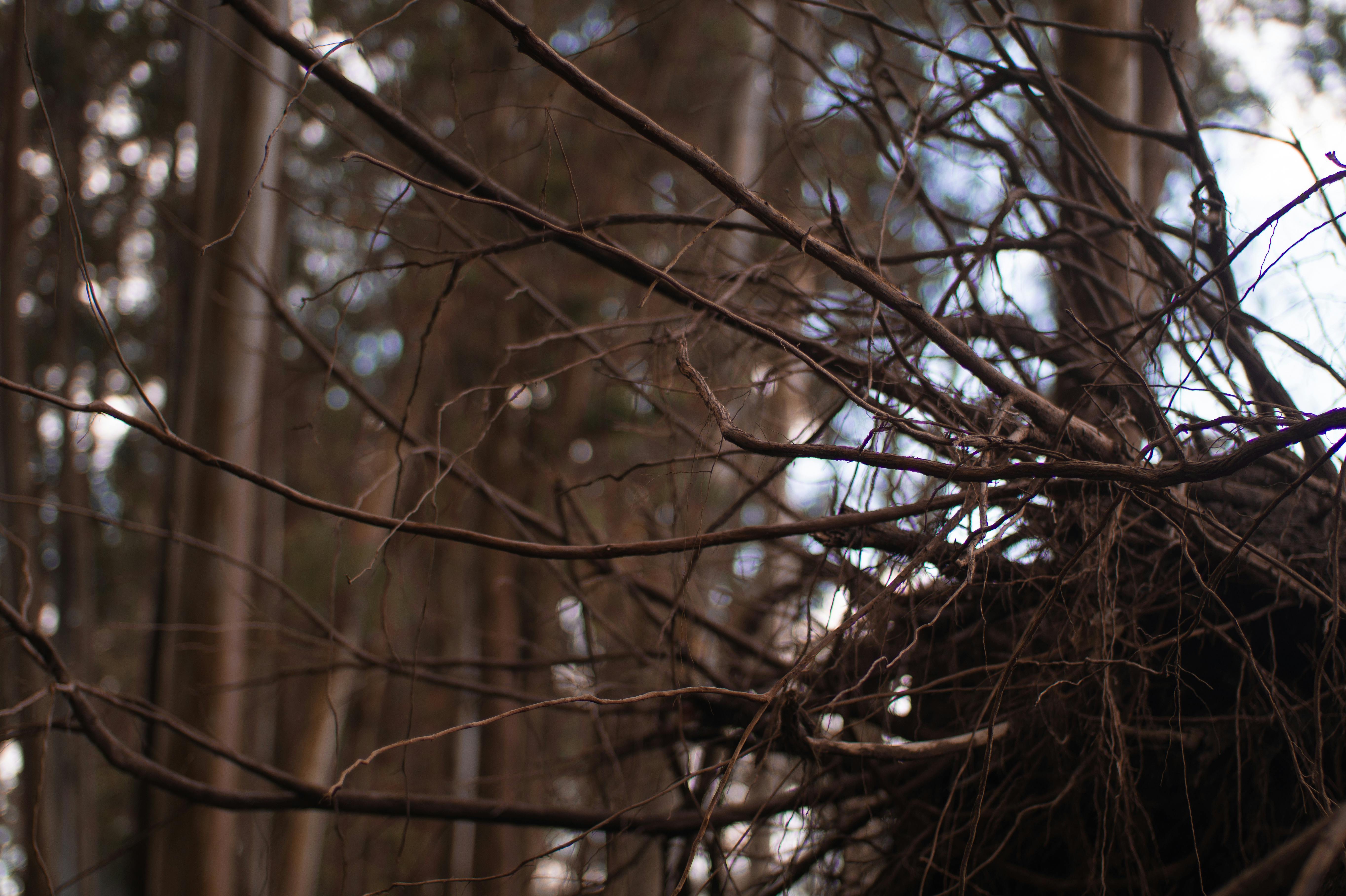 100.000+ melhores imagens de Roots Background · Download 100% grátis ...