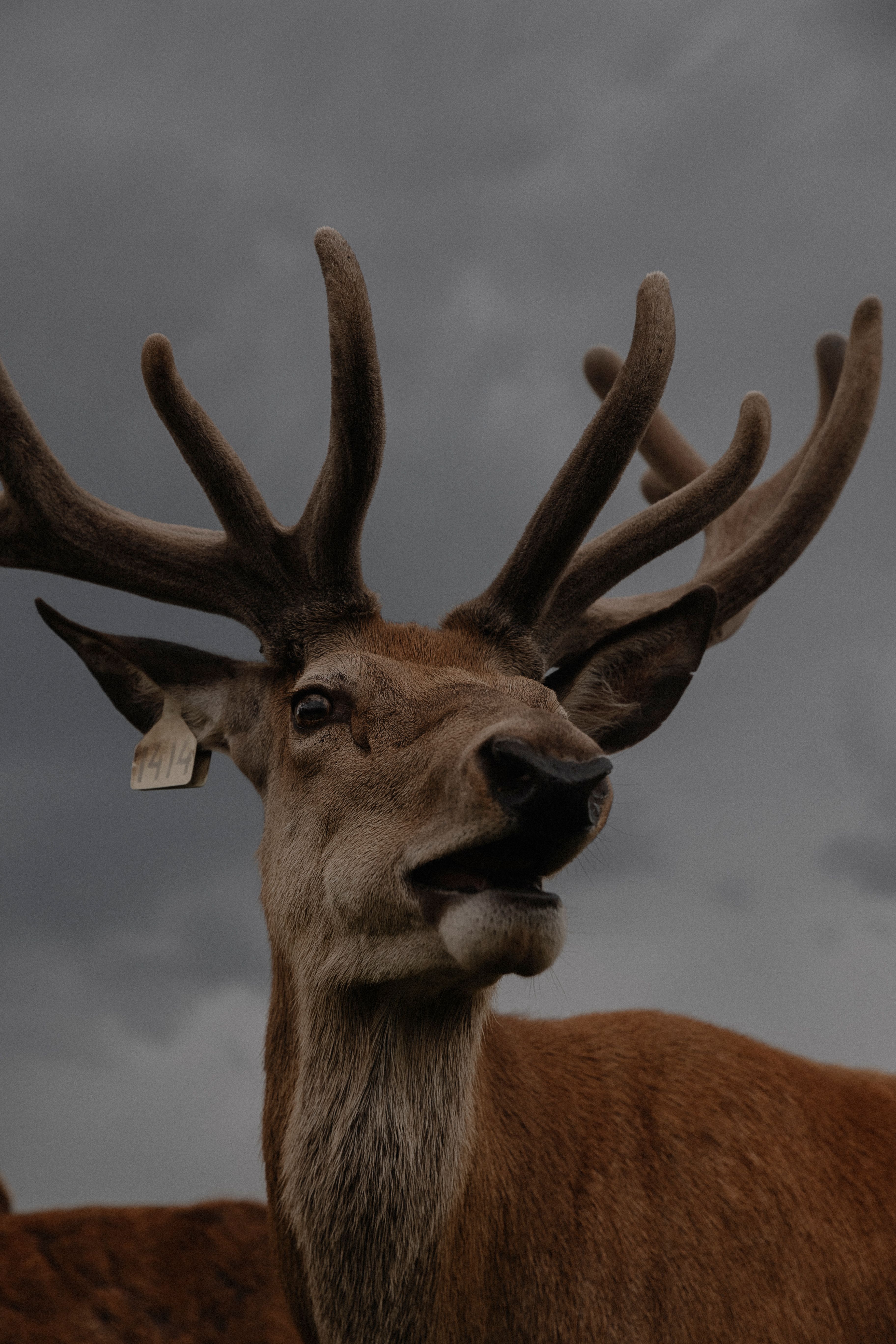 Head of Buck · Free Stock Photo