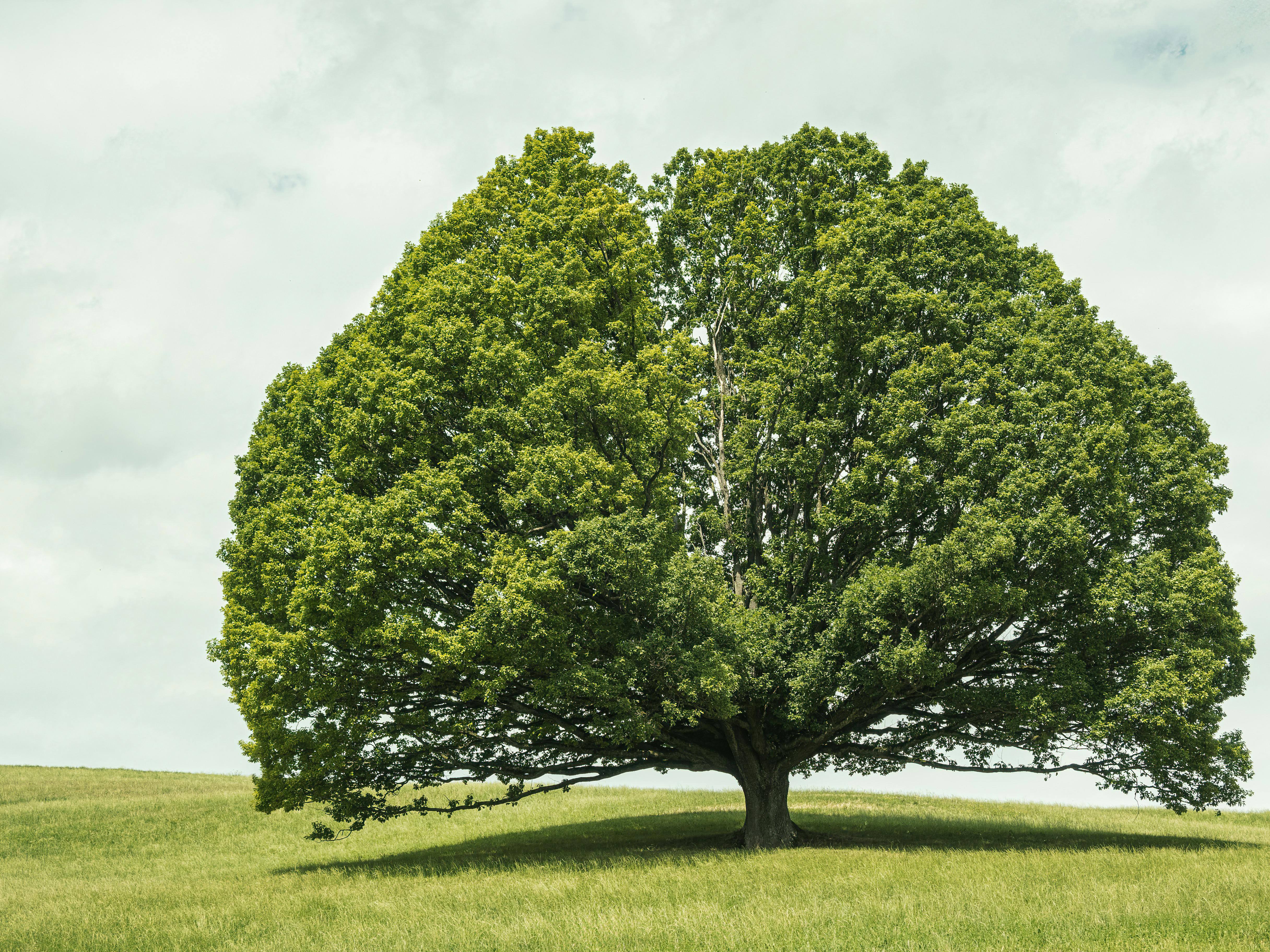 Single, Green Tree · Free Stock Photo