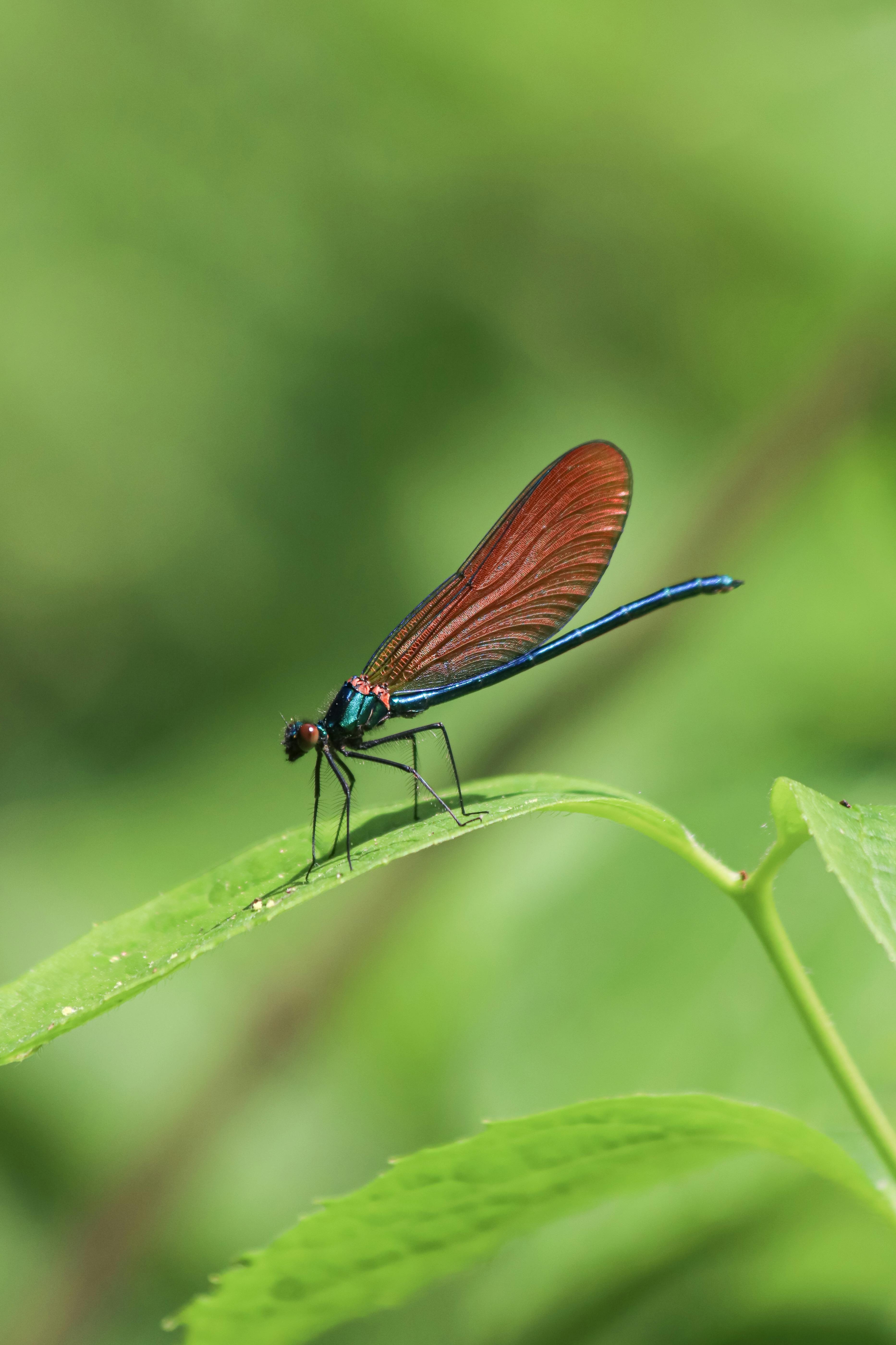 Dragonfly Photography Photos, Download The BEST Free Dragonfly ...