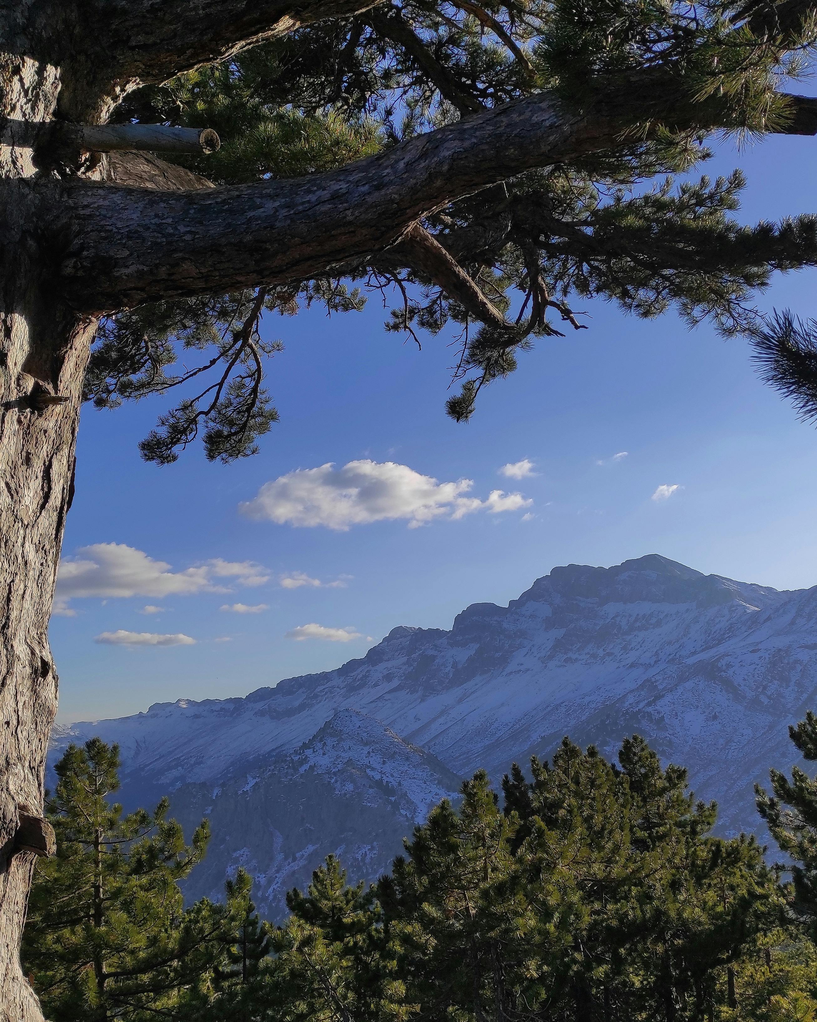 Tree and Mountains behind · Free Stock Photo
