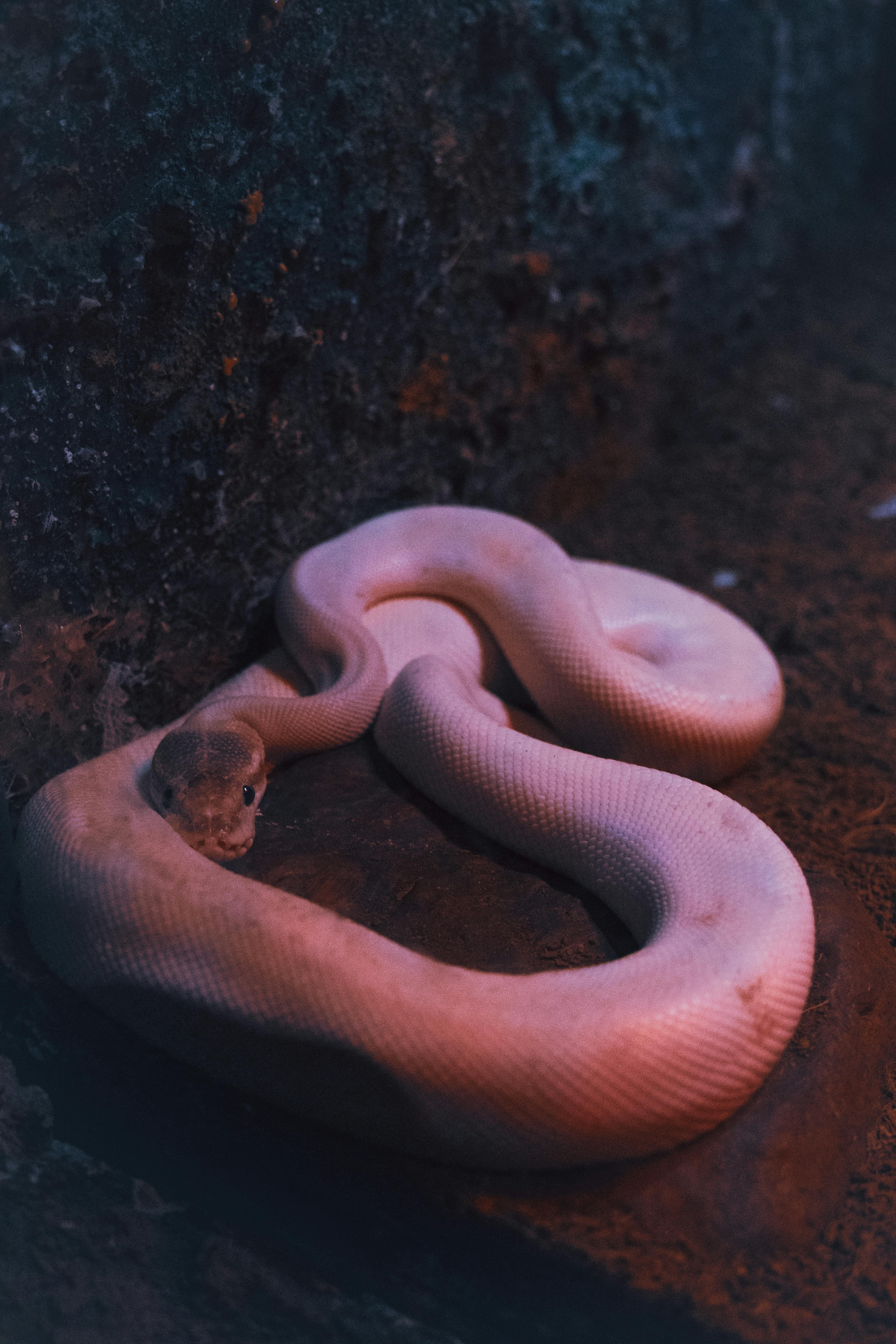 Close up of Pink Snake · Free Stock Photo