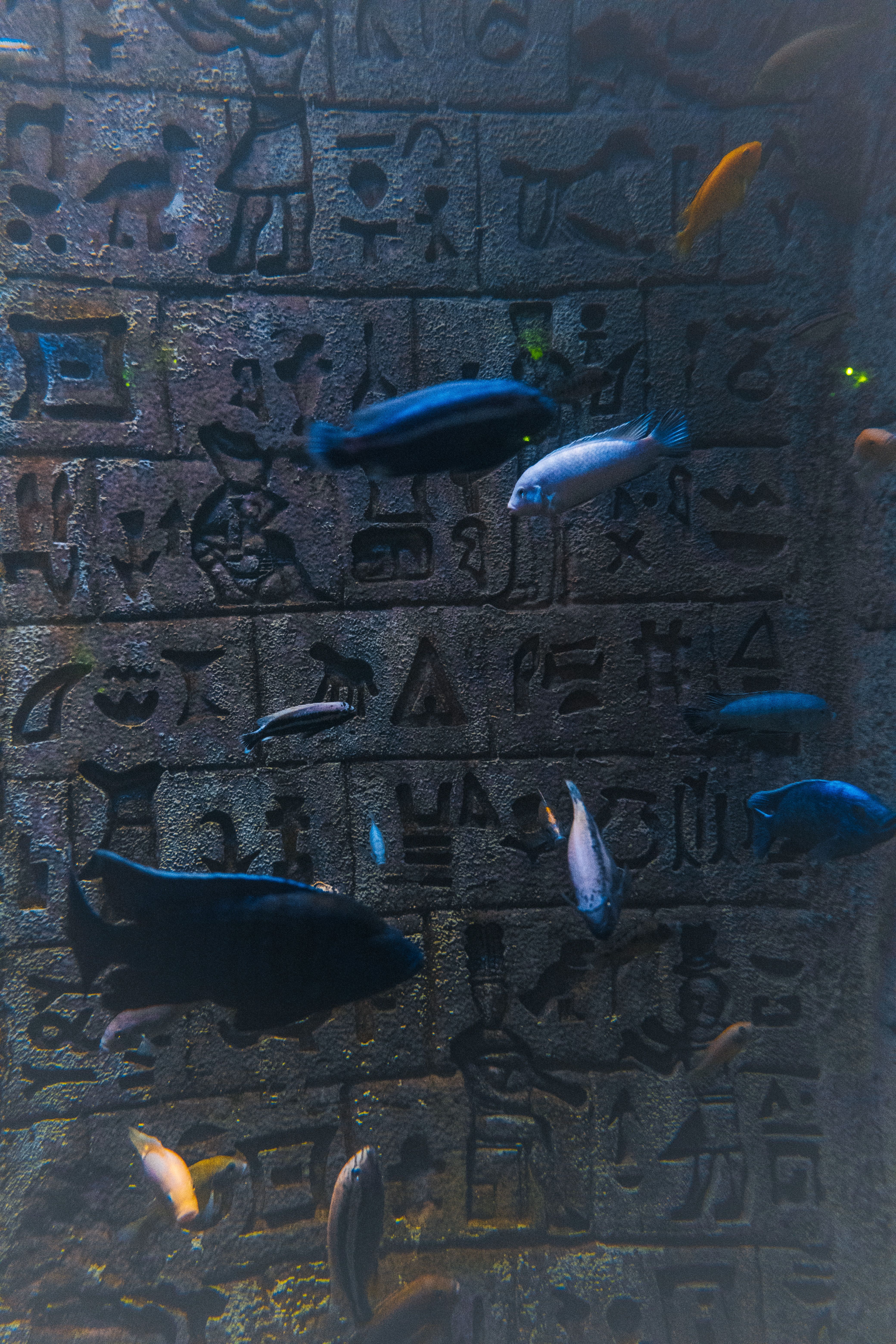 Exotic Fish Swimming against Hieroglyphs · Free Stock Photo