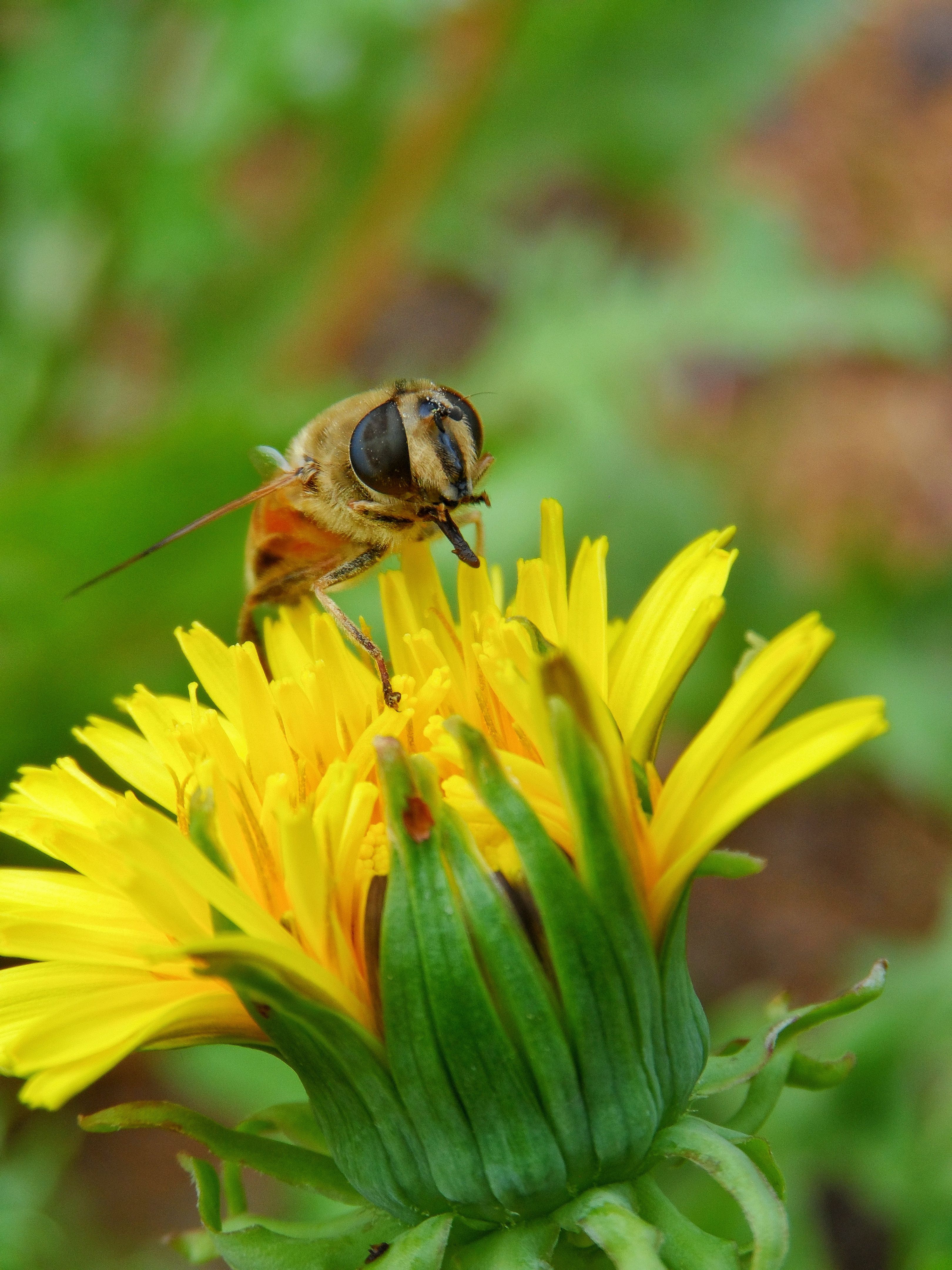 Close-up of Bee on Yellow Flower · Free Stock Photo