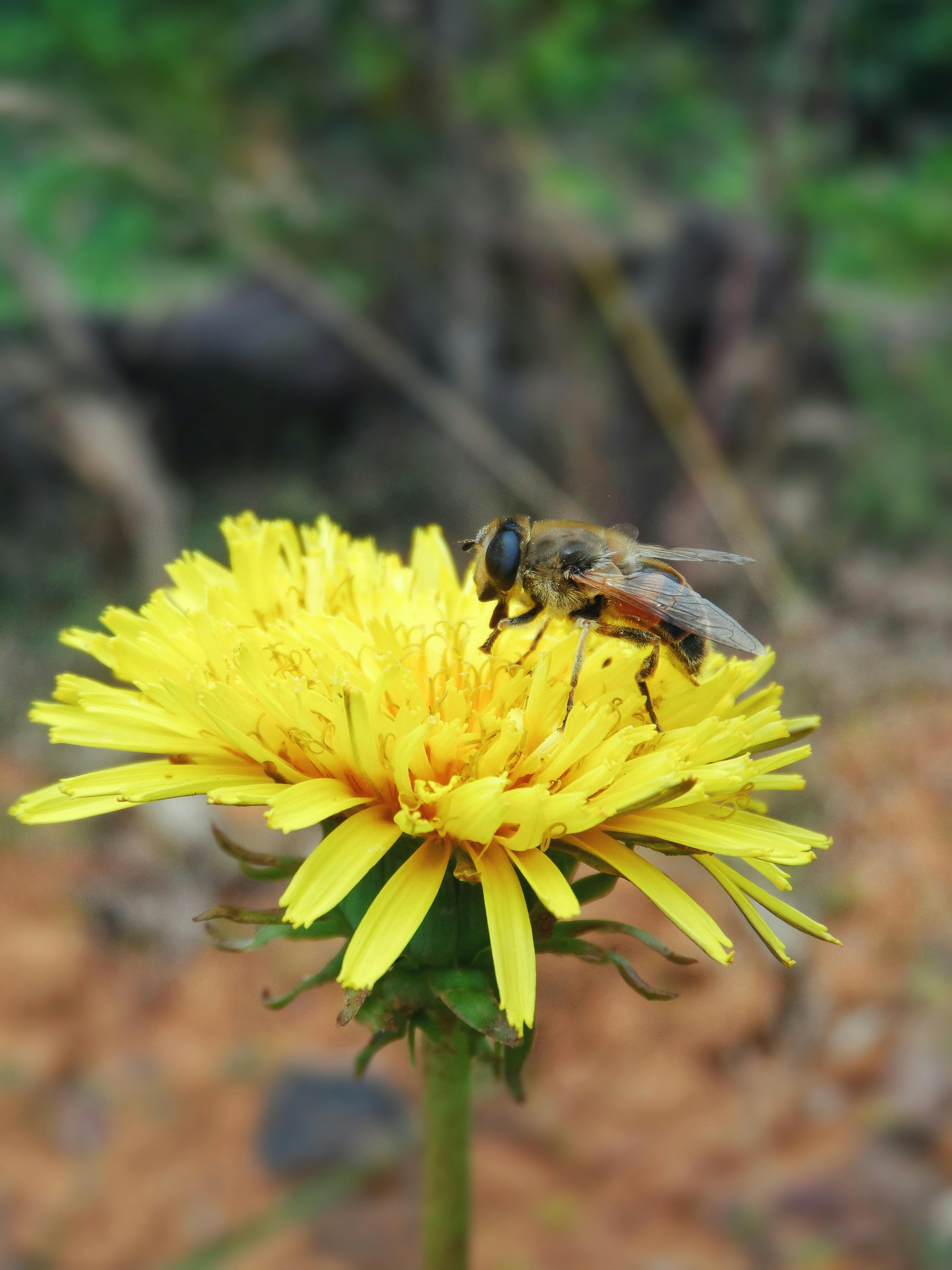 Bee during Pollination · Free Stock Photo