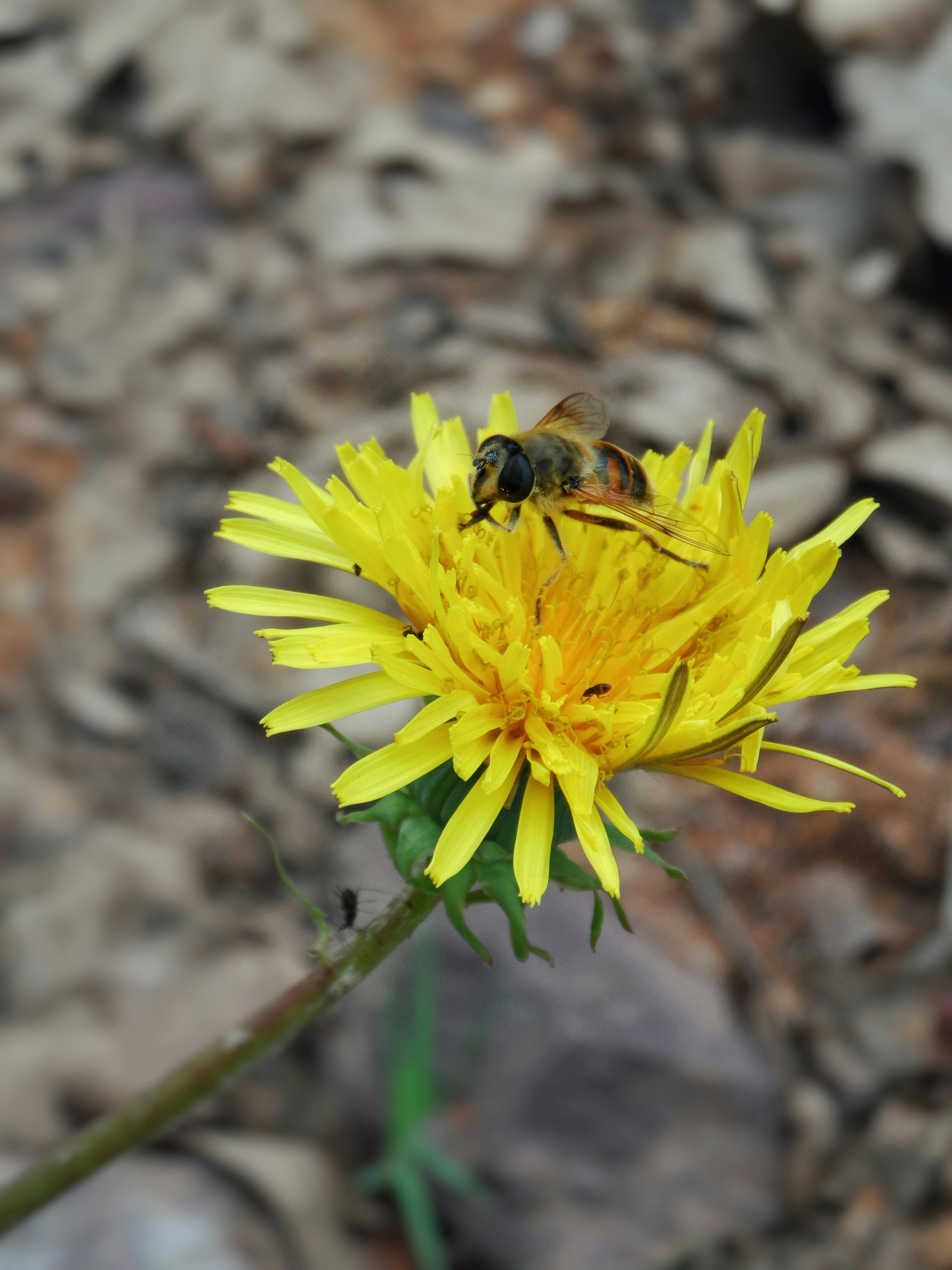 Close-up of Bee on Yellow Flower · Free Stock Photo