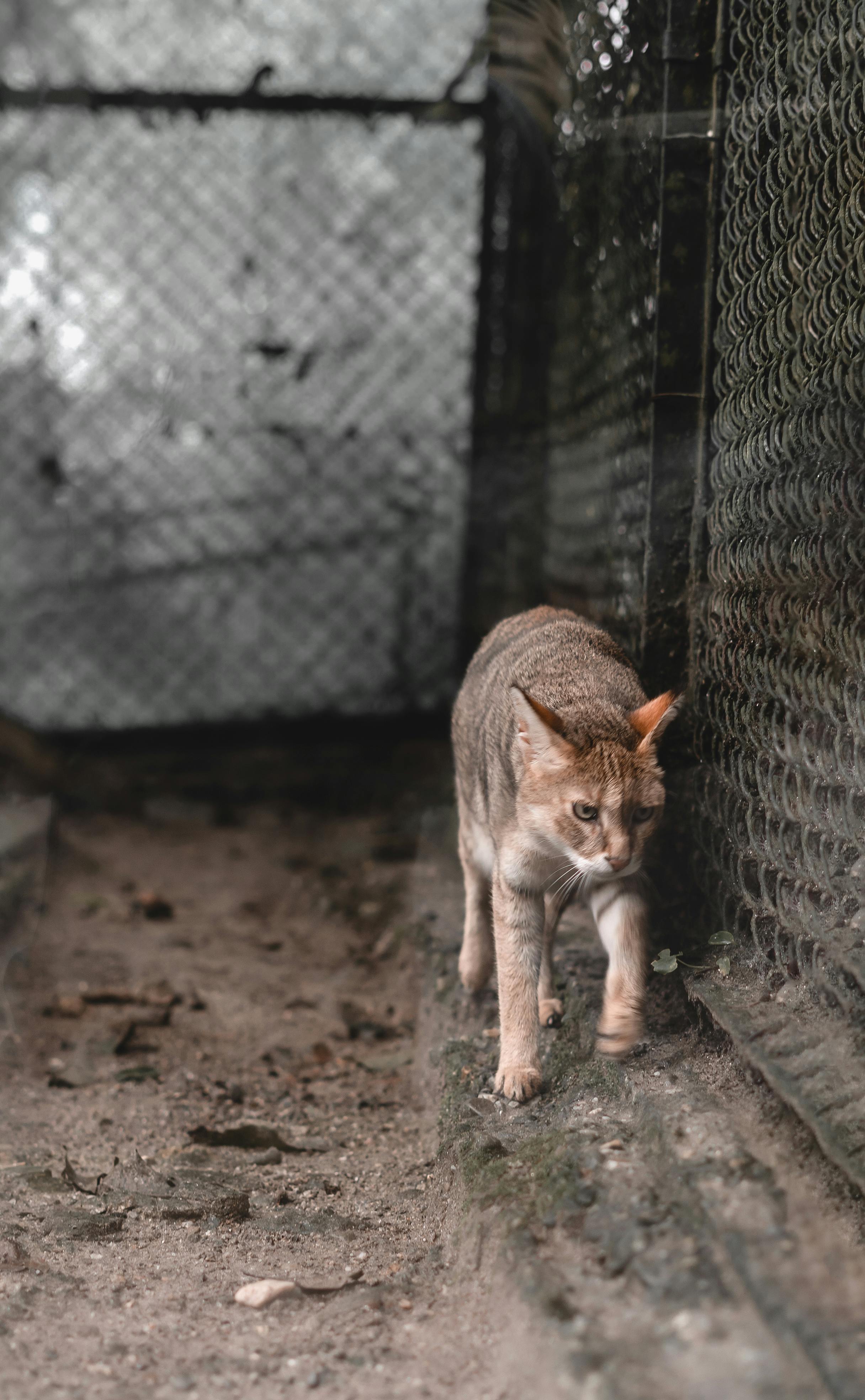 Welcome Pet Photos, Download The BEST Free Welcome Pet Stock Photos ...