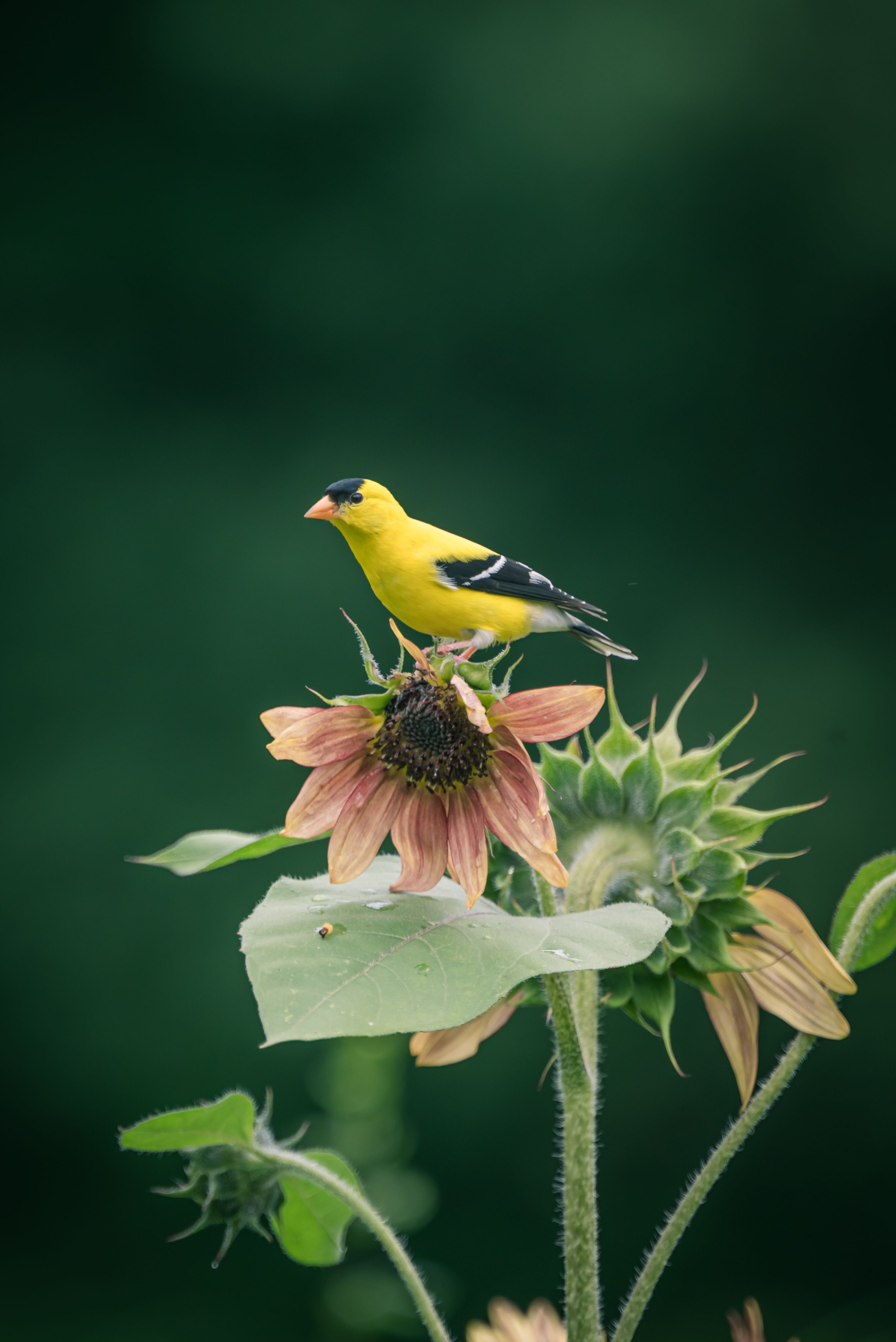 American Goldfinch on Sunflower · Free Stock Photo