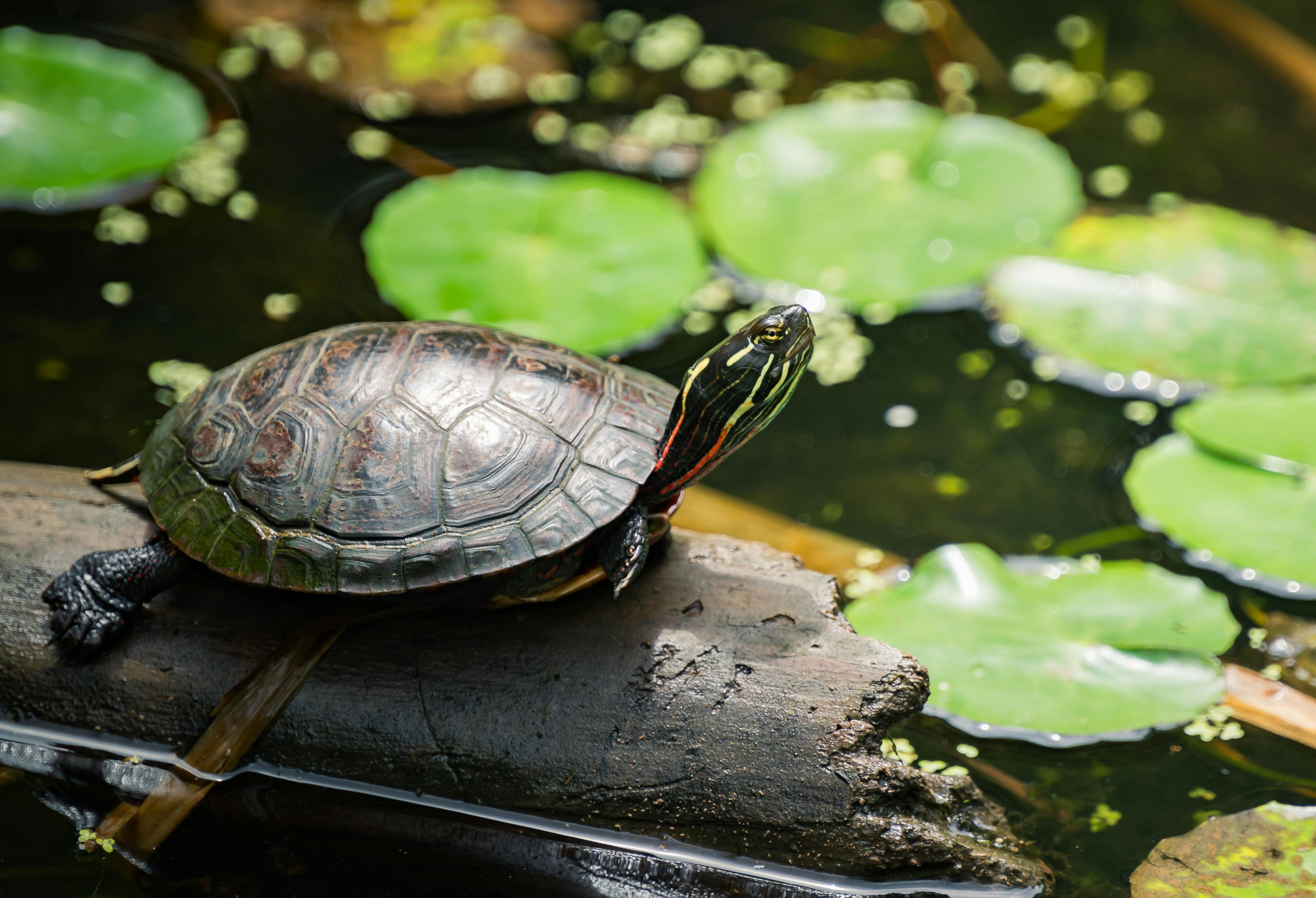 Turtle in Pond · Free Stock Photo