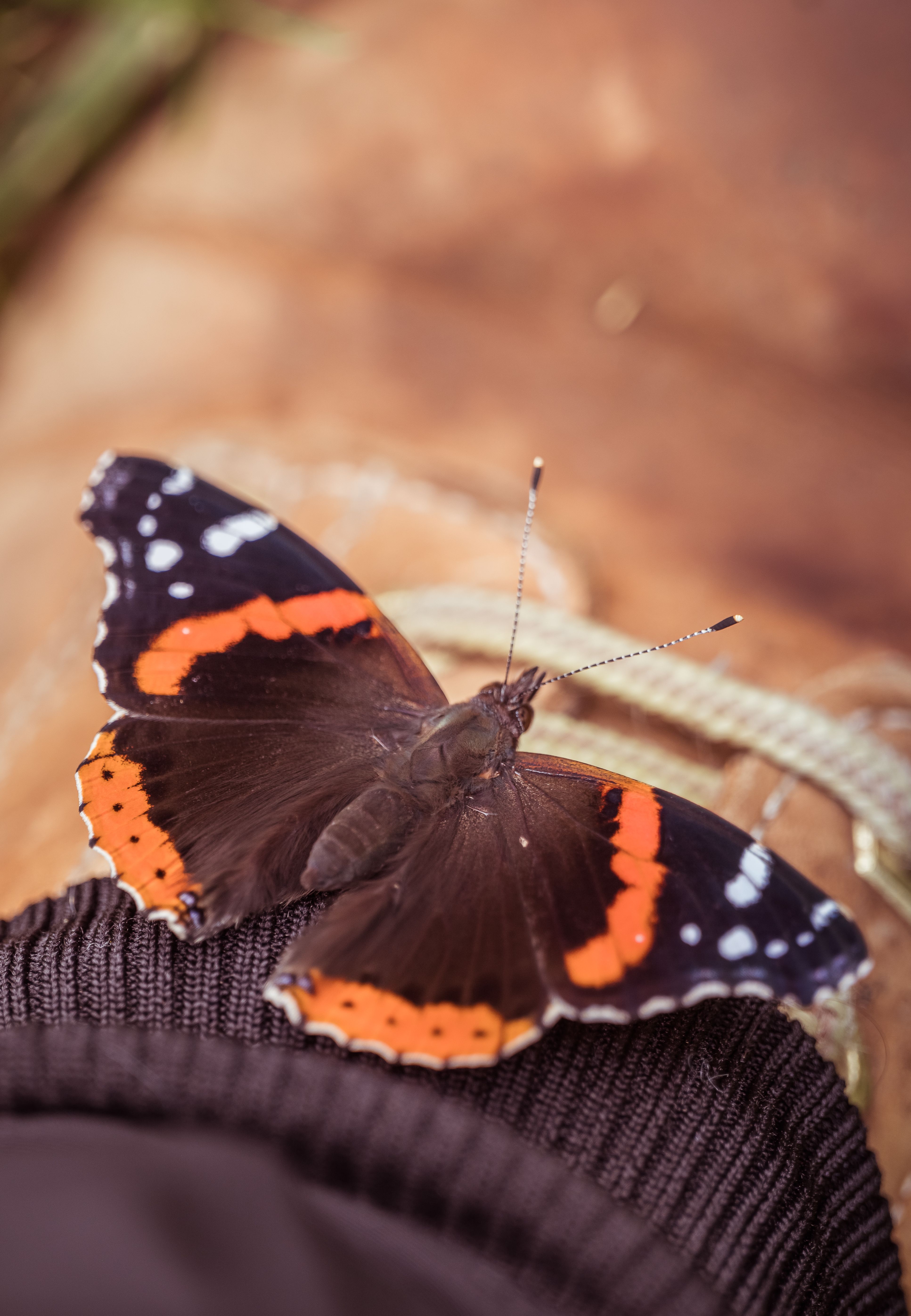 4k Wallpaperat Butterfly Photos, Download The BEST Free 4k Wallpaperat ...