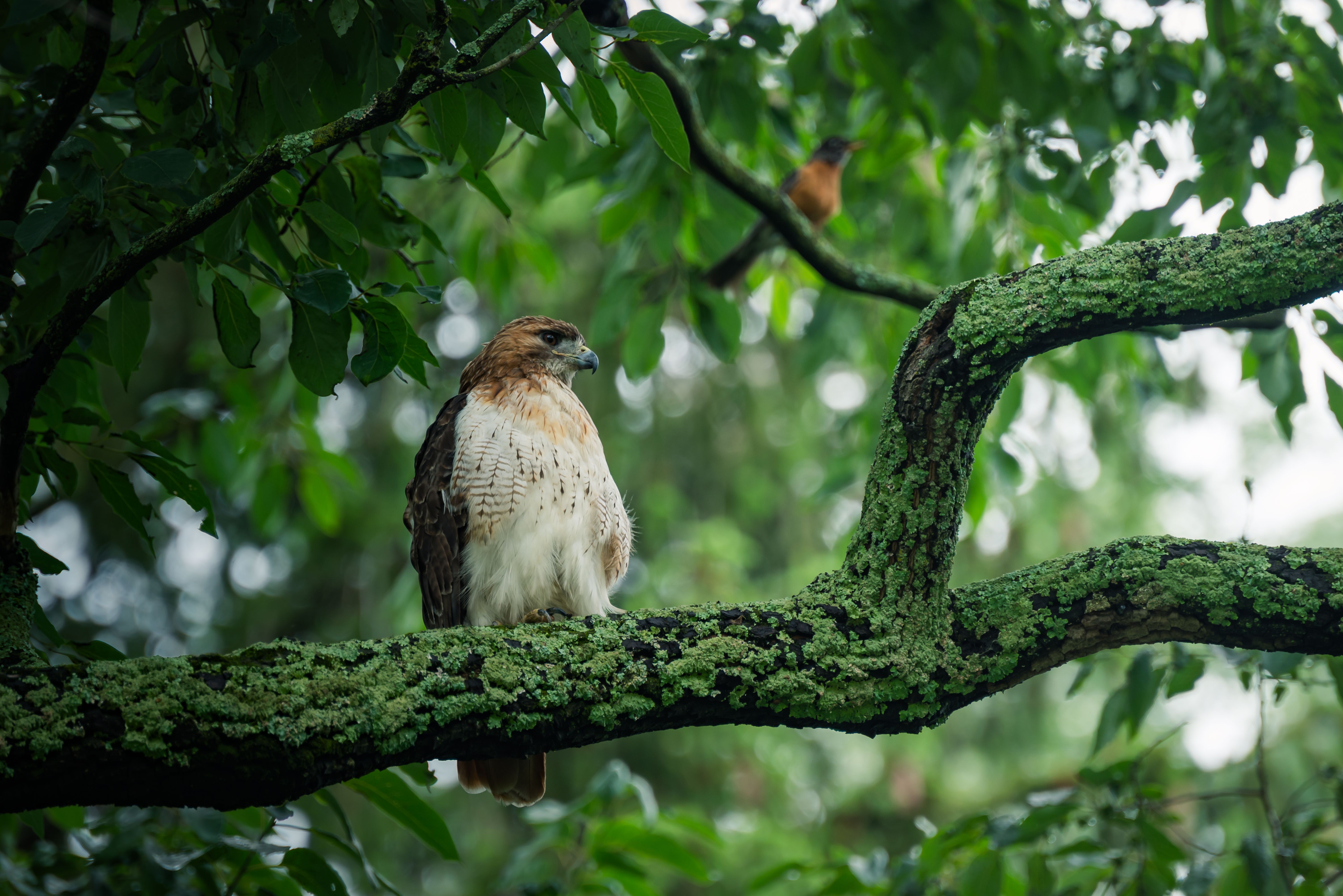 Hawk Perching on Tree · Free Stock Photo