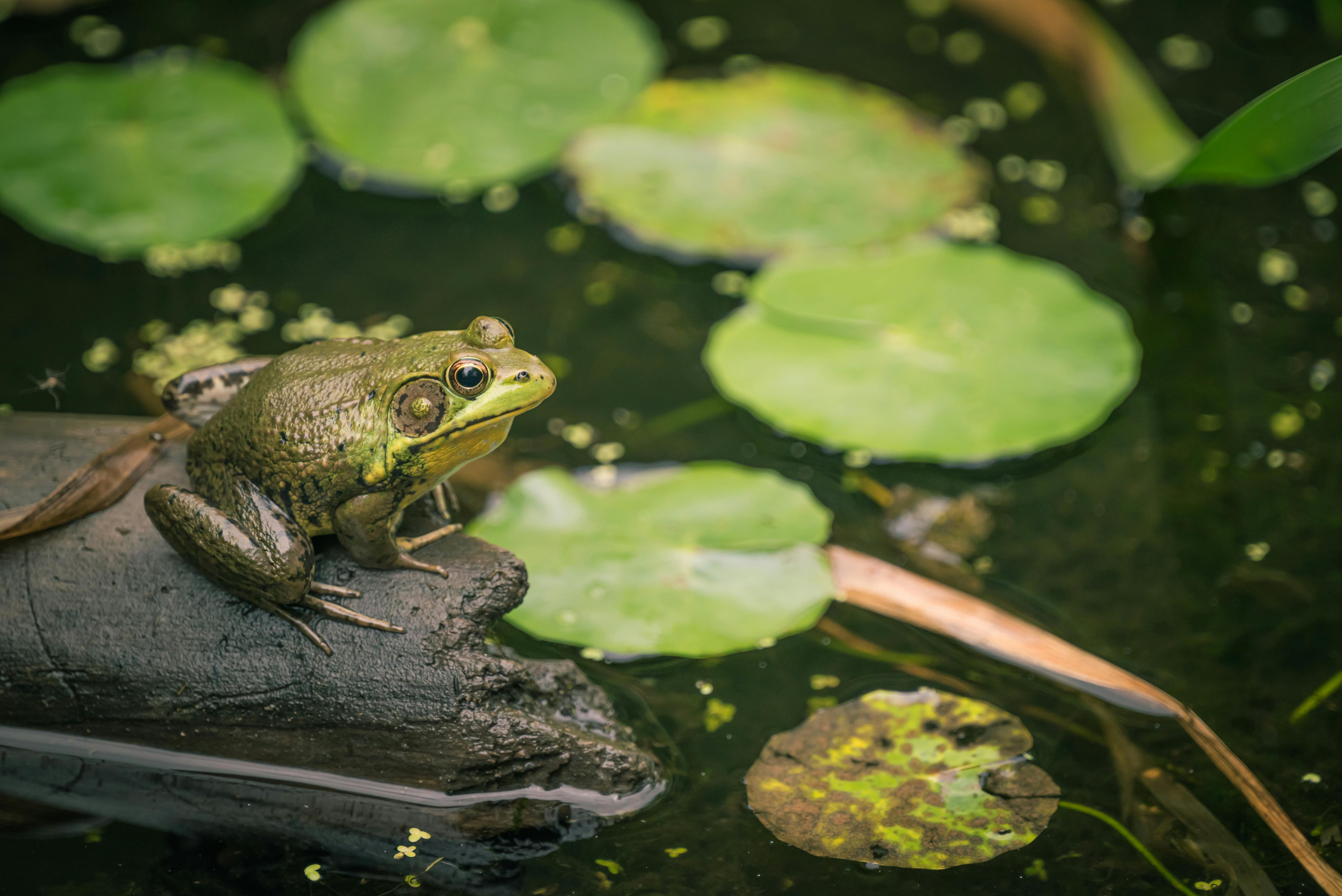 Close up of Gliding Tree Frogs · Free Stock Photo