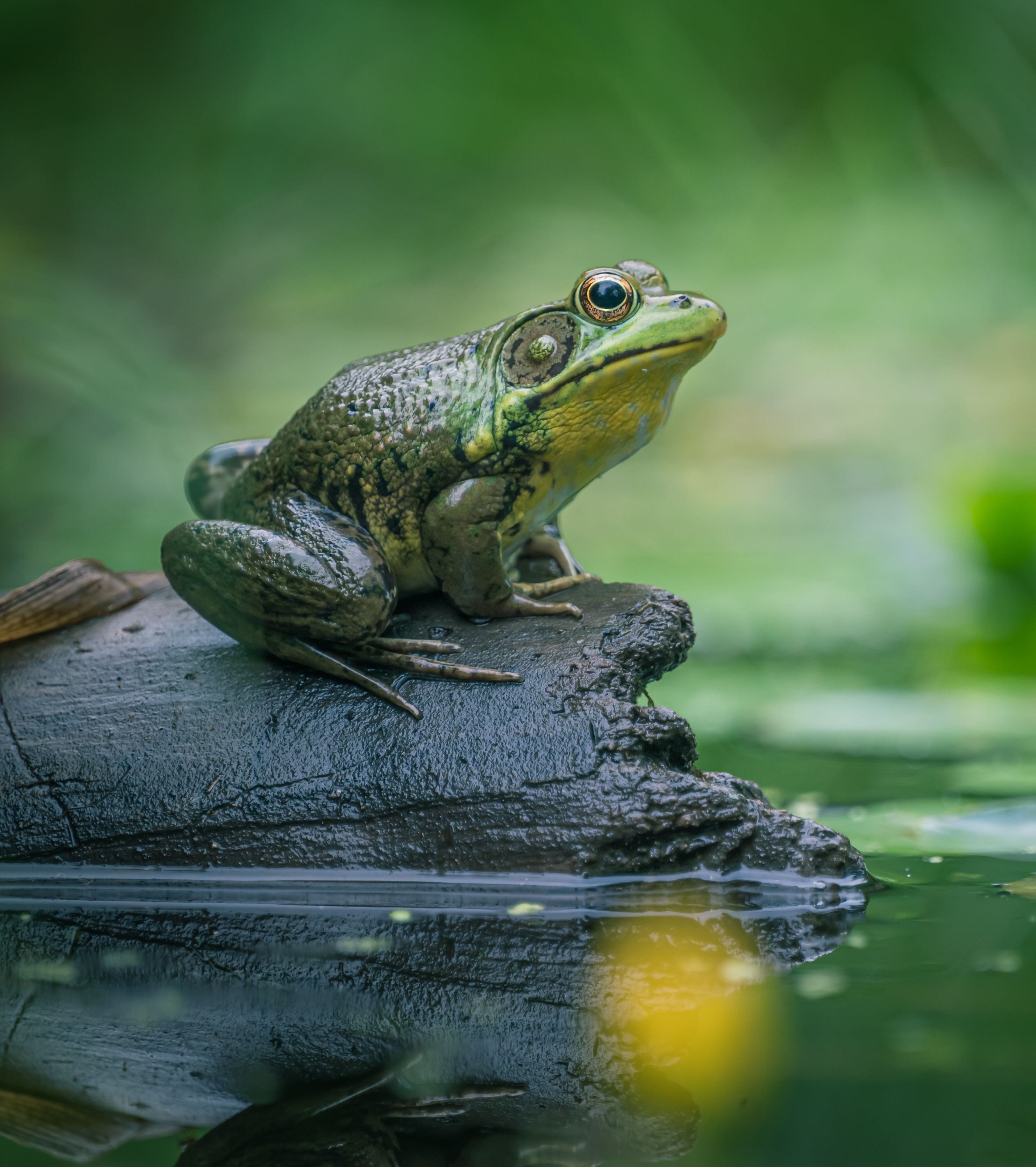 Frog on Branch in Pond · Free Stock Photo