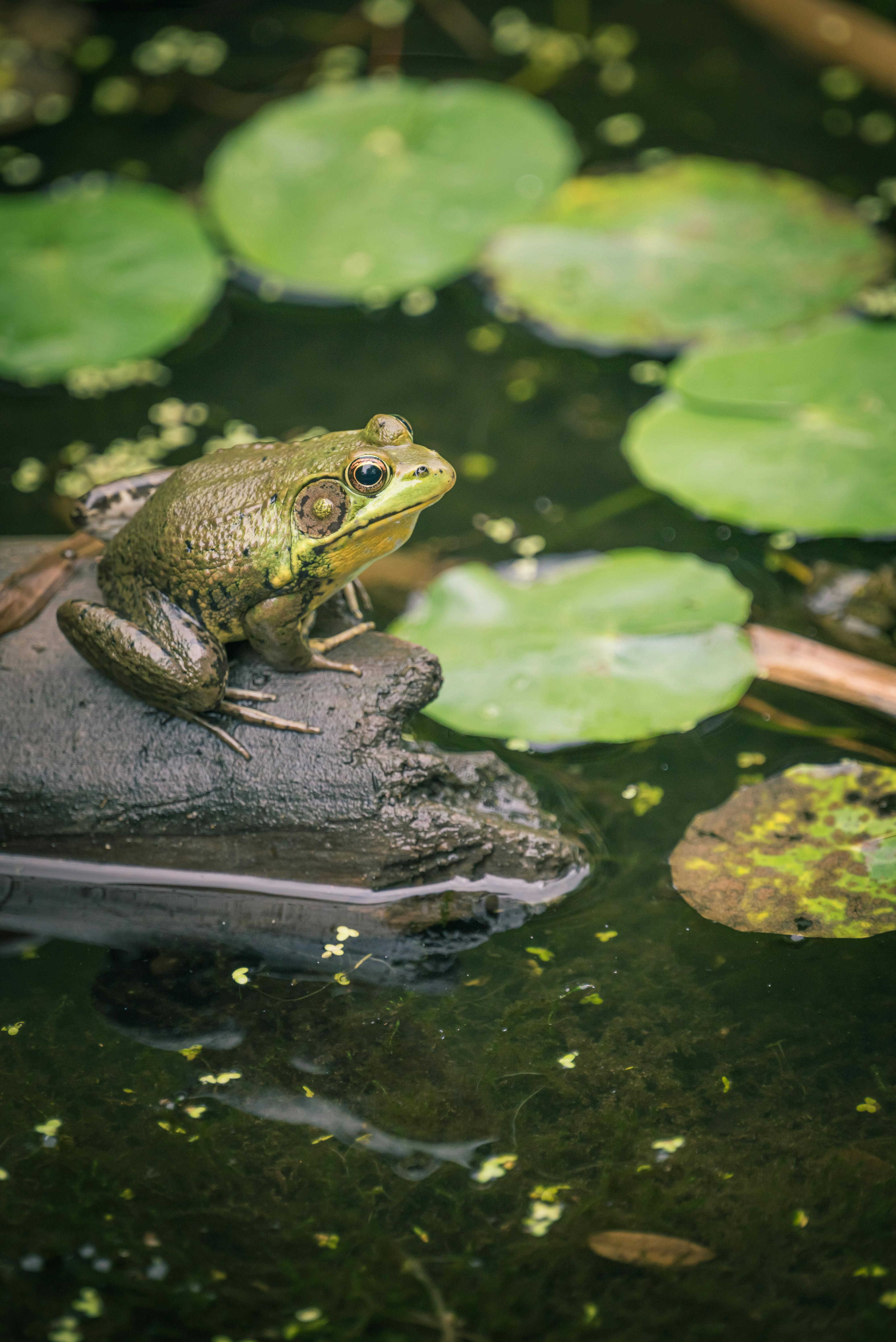 Frog on Rock in Forest · Free Stock Photo