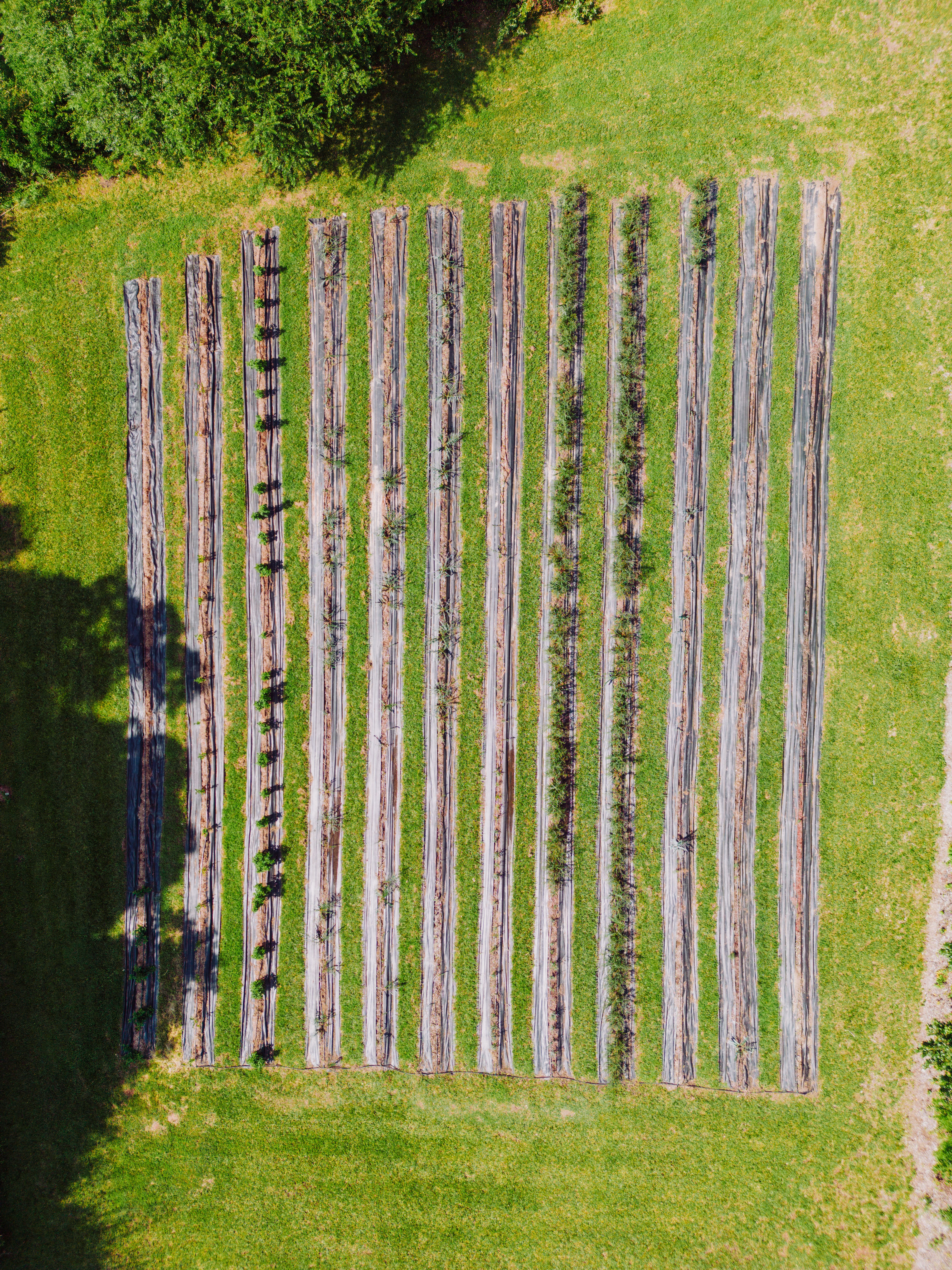 Green Aerial Footage of Stripes on a Field · Free Stock Photo