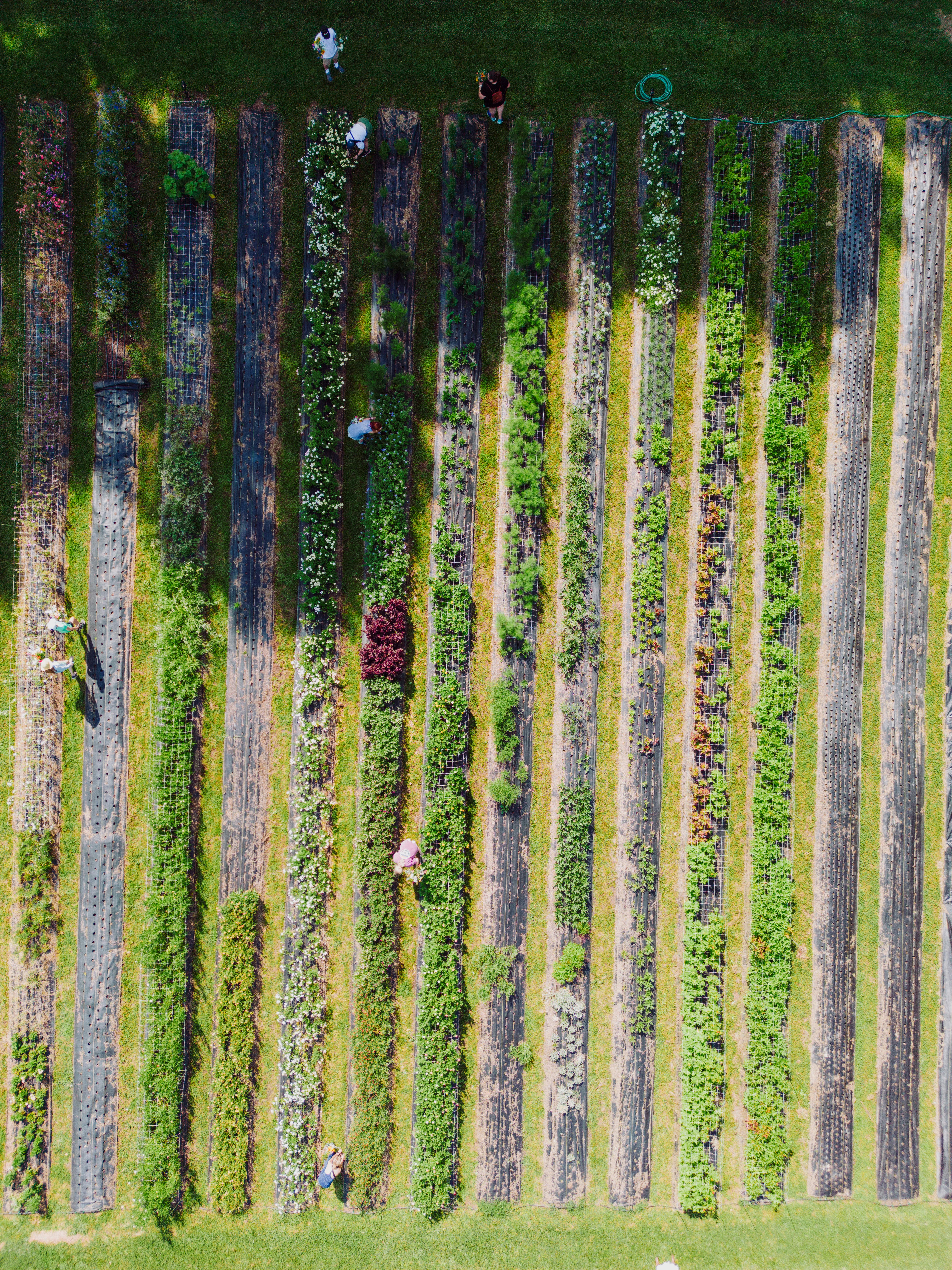 Allotment Photos, Download The BEST Free Allotment Stock Photos & HD Images