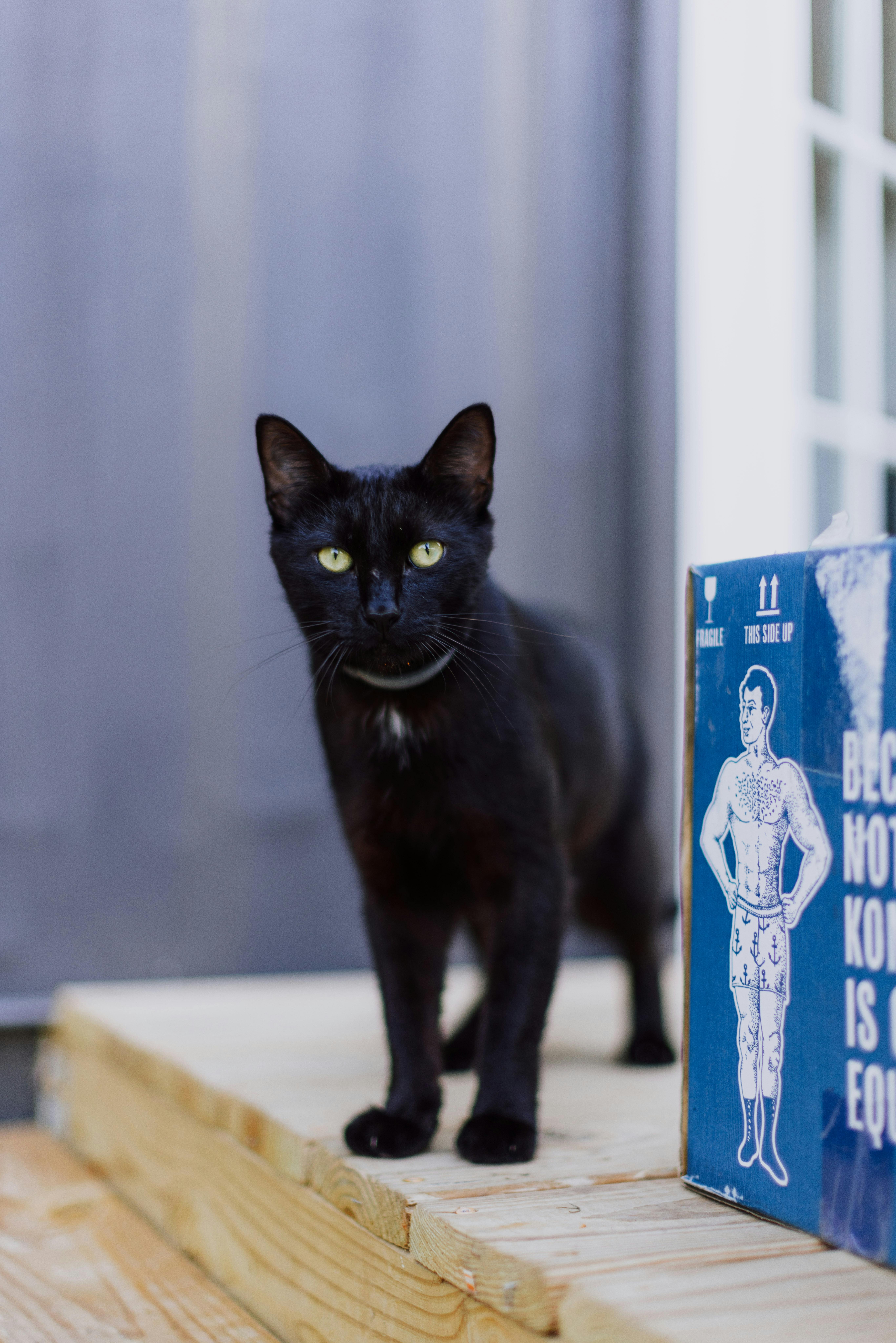 Black Downy Cat · Free Stock Photo