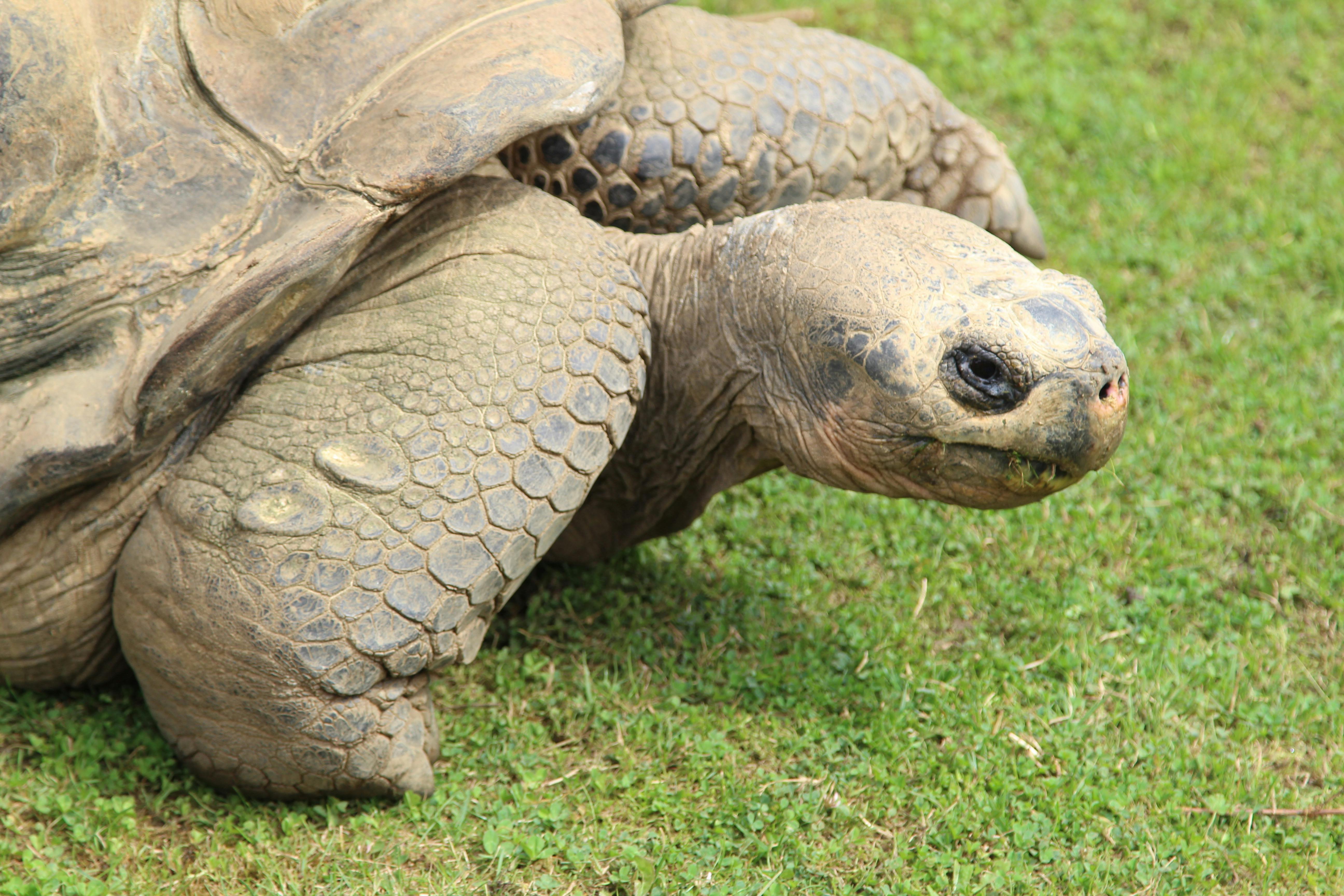 Close-Up Shot of an African Desert Turtle · Free Stock Photo