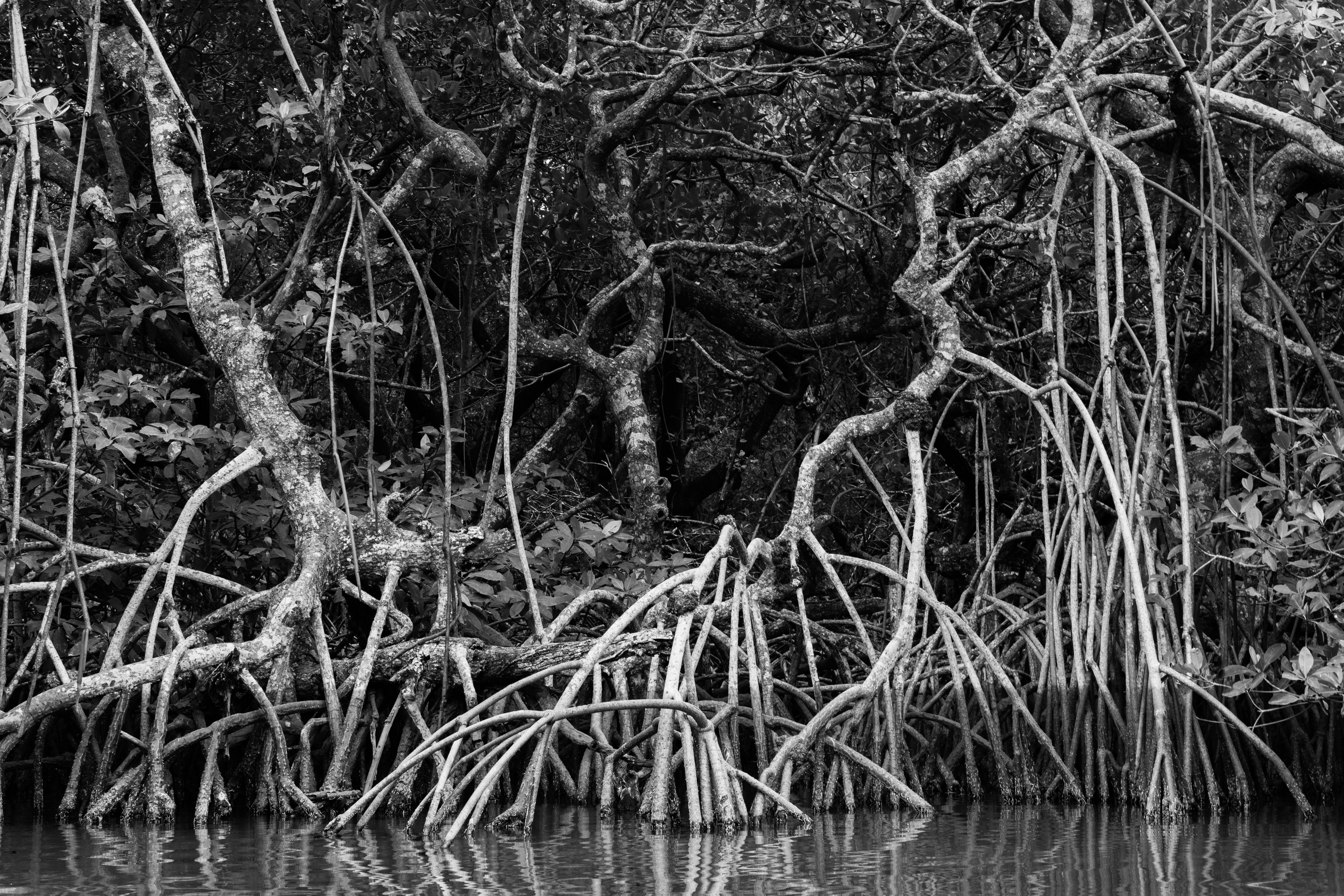 Tangled Tree Roots at a Swamp · Free Stock Photo