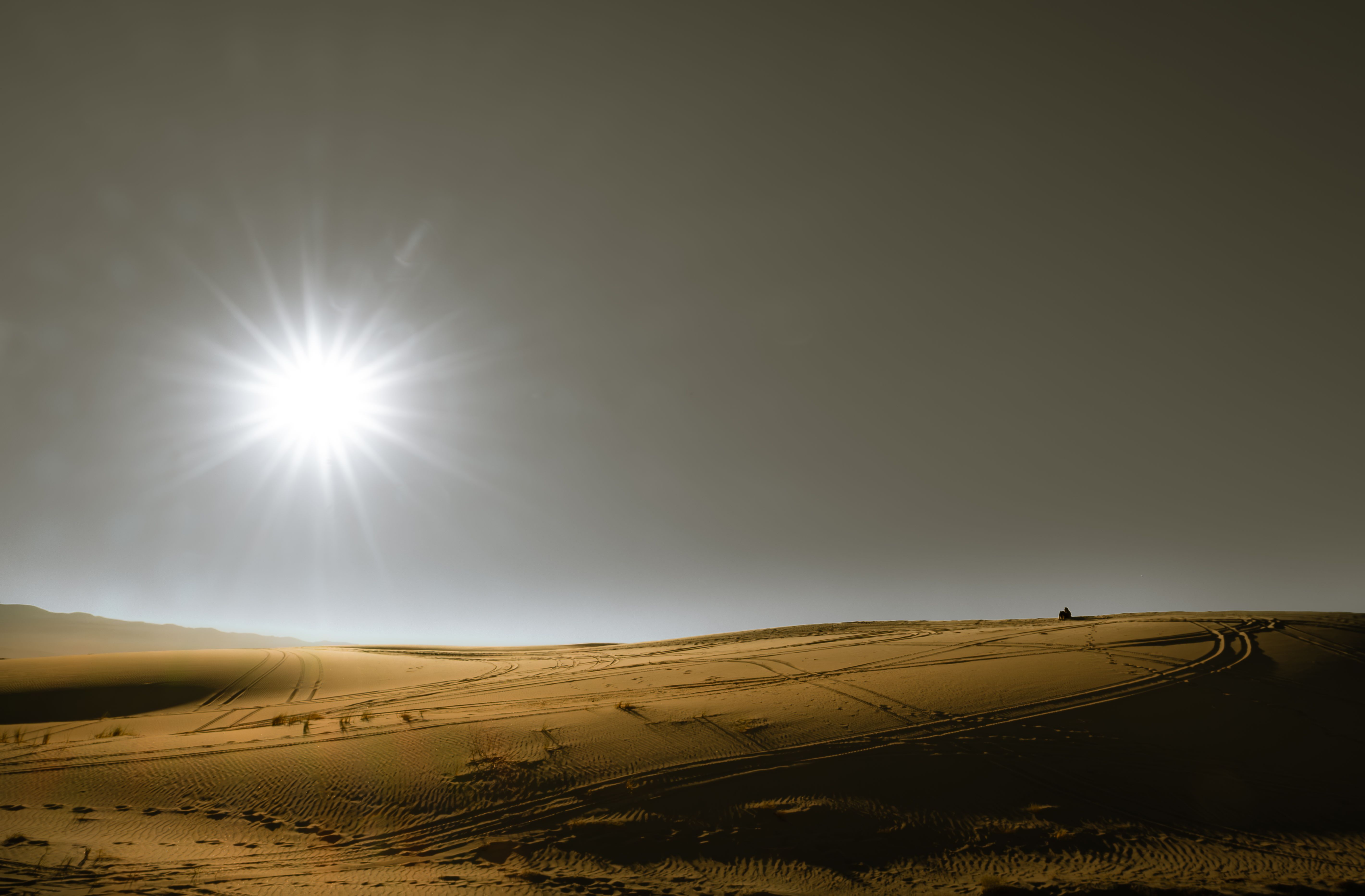 Green Grasses on Sahara Desert · Free Stock Photo