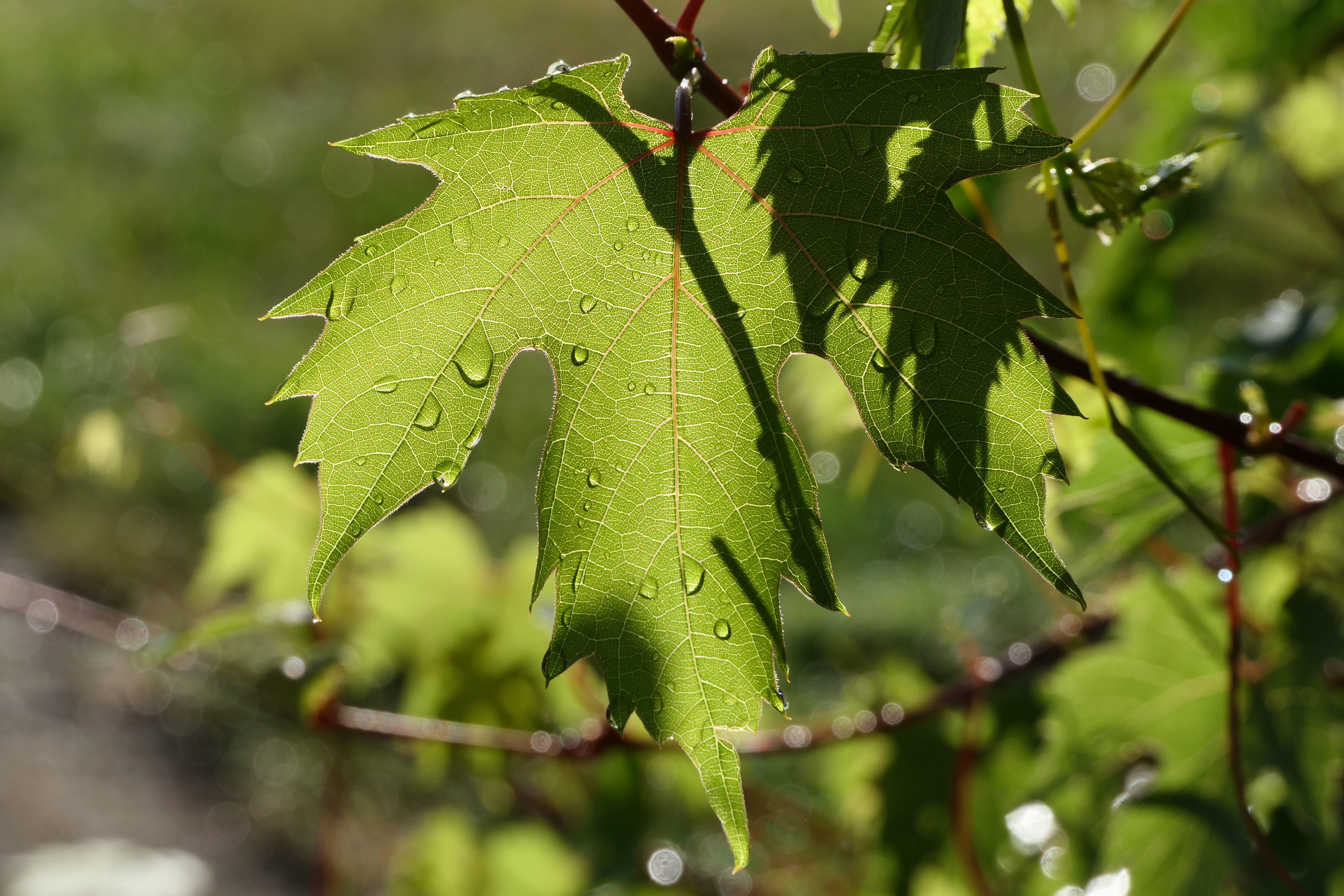 Close-up of a Green Maple Leaf with Raindrops · Free Stock Photo