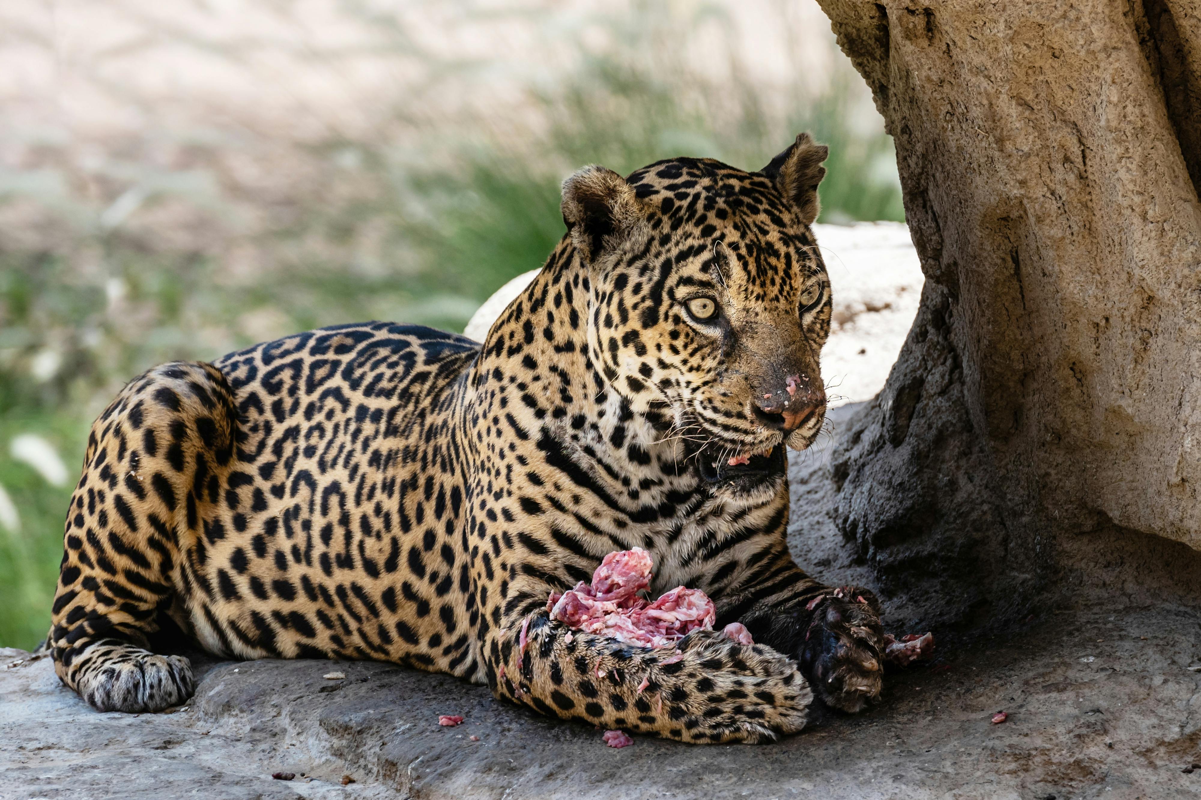 Close-up of a Jaguar Lying by a Tree with a Piece of Meat · Free Stock ...