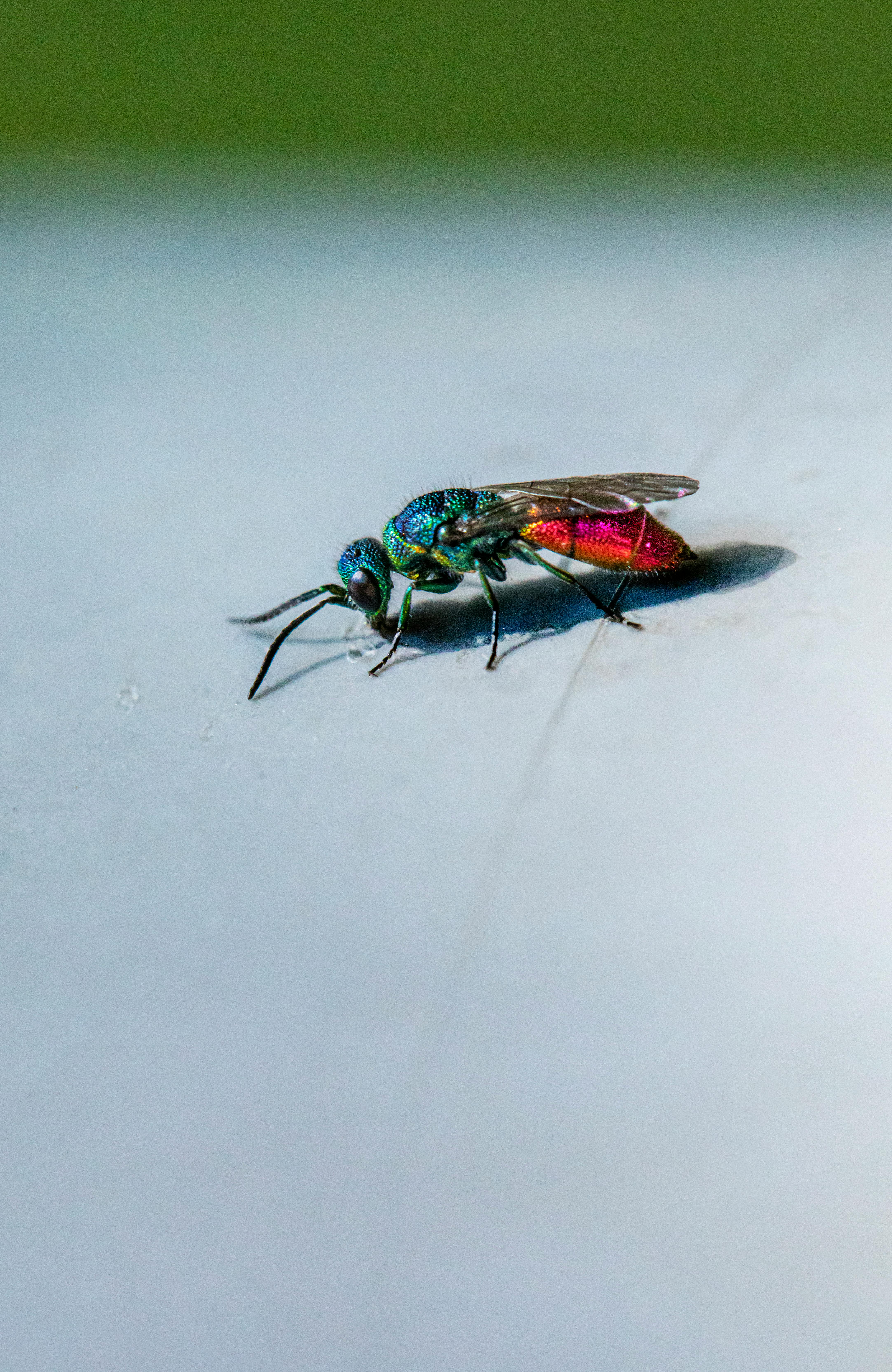 Close-up of a Ruby-tailed Wasp · Free Stock Photo