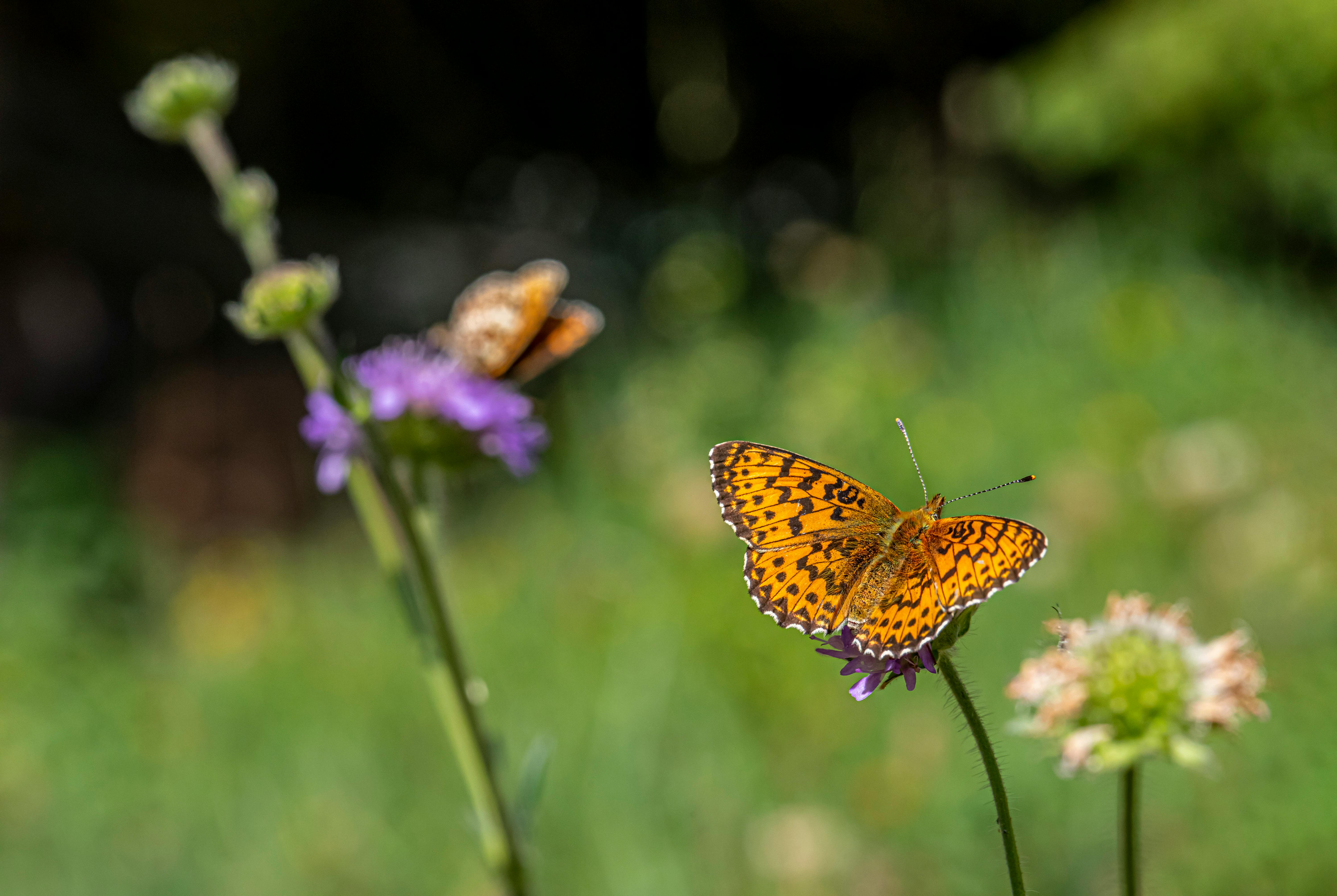 Purple Bog Fritillary Photos, Download The BEST Free Purple Bog ...