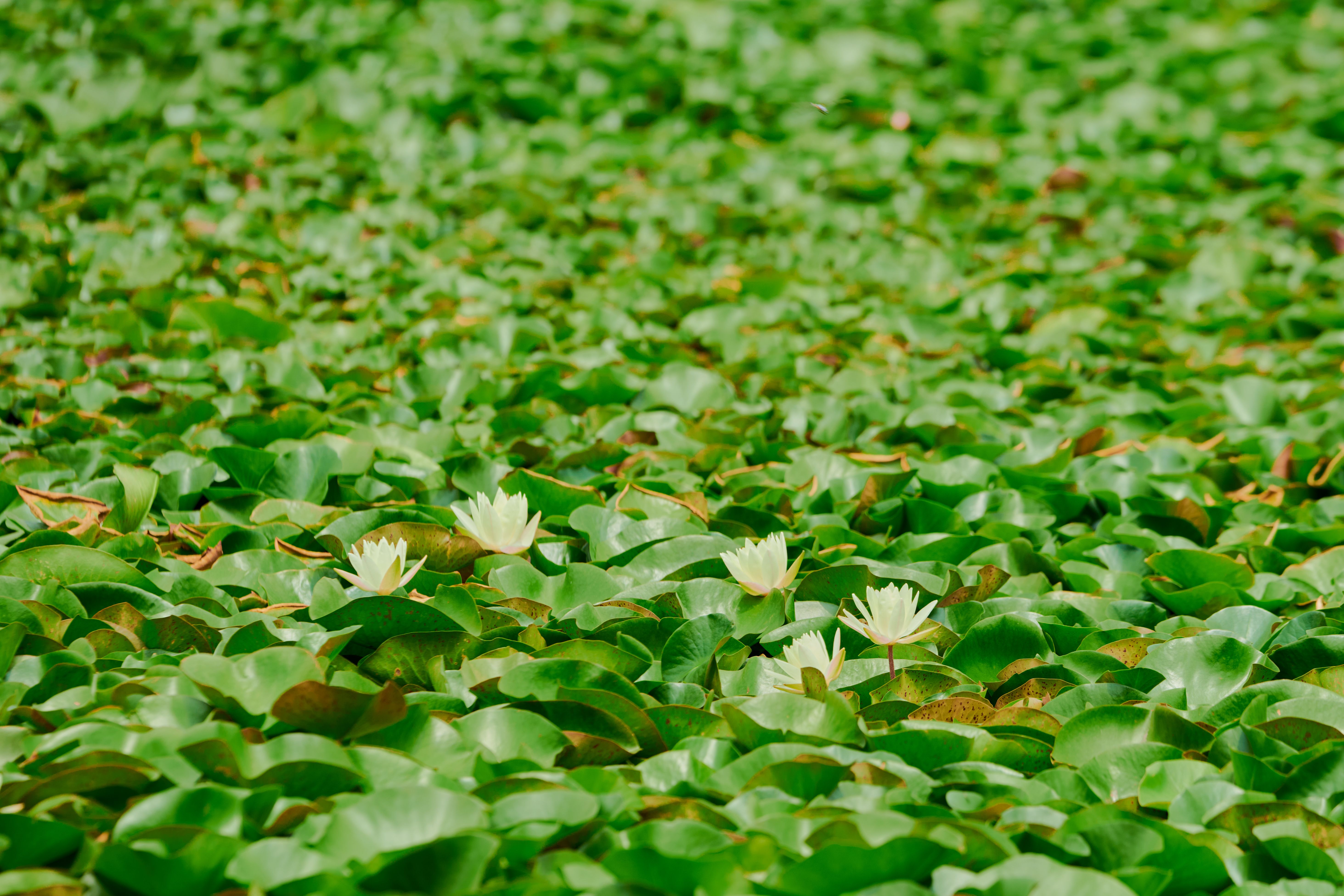 Pink Lotus Flower in Close Up Photography · Free Stock Photo