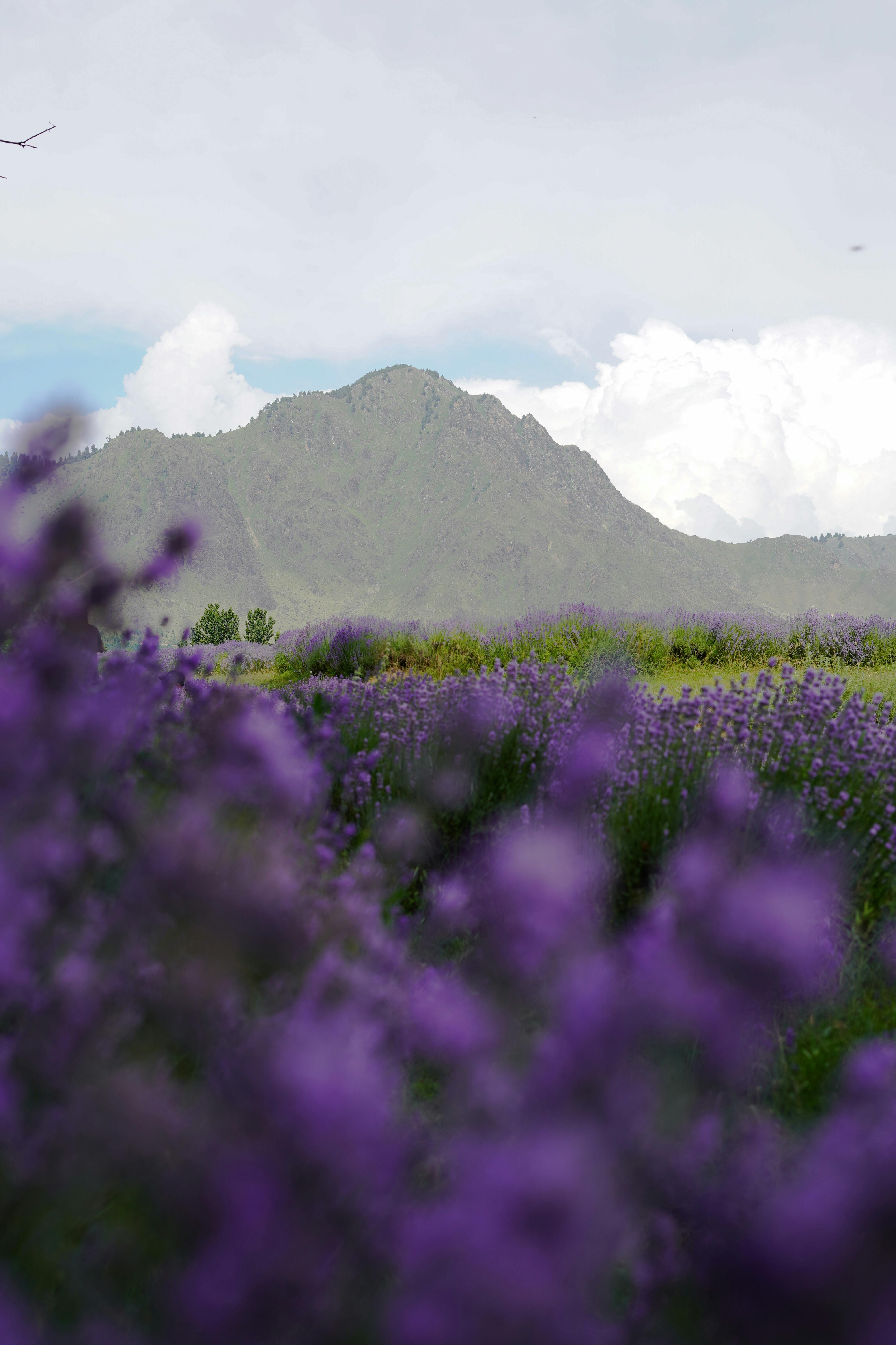 Lavender Flowering Meadow · Free Stock Photo