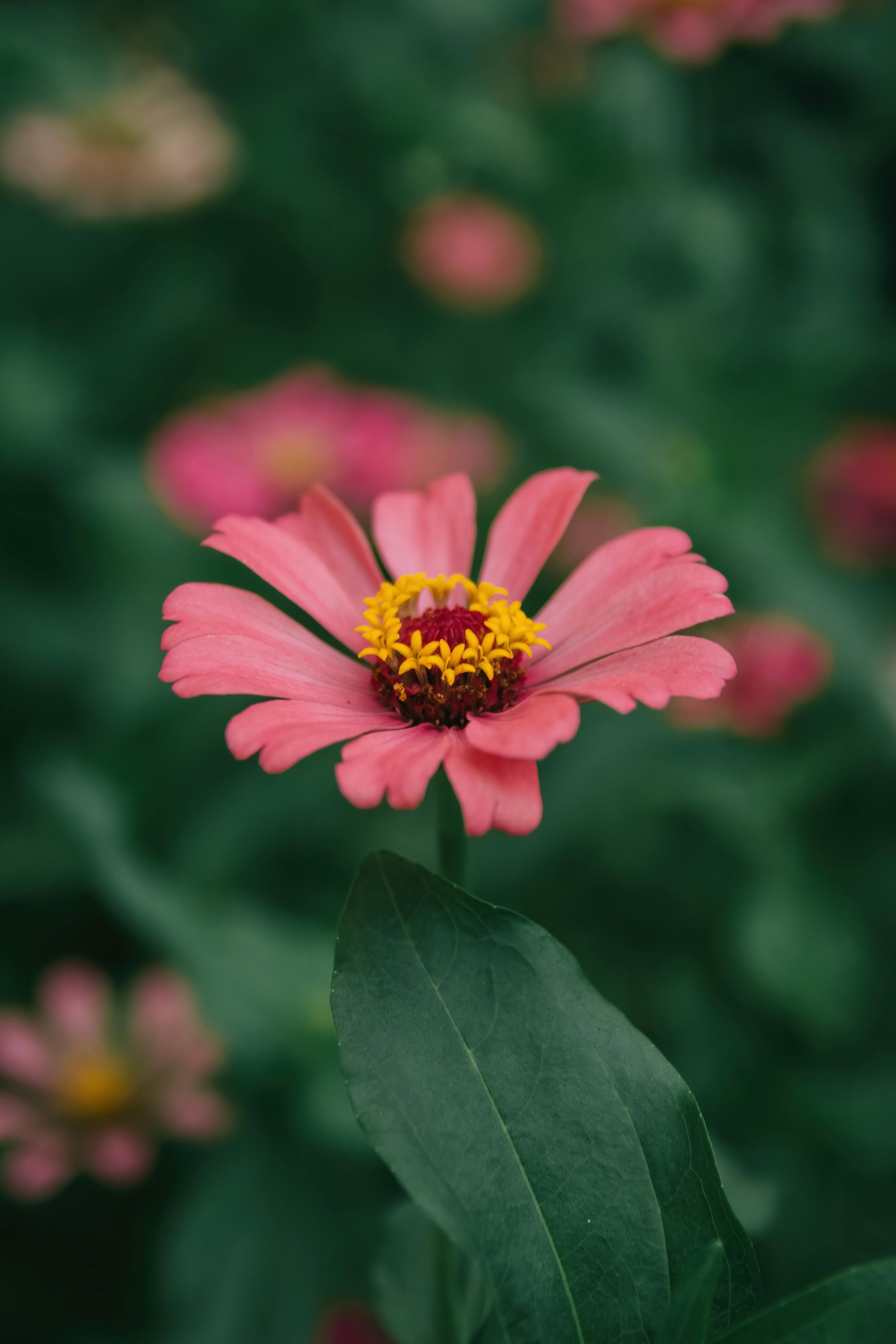 Macro Photography of Pink 5 Petal Flower · Free Stock Photo
