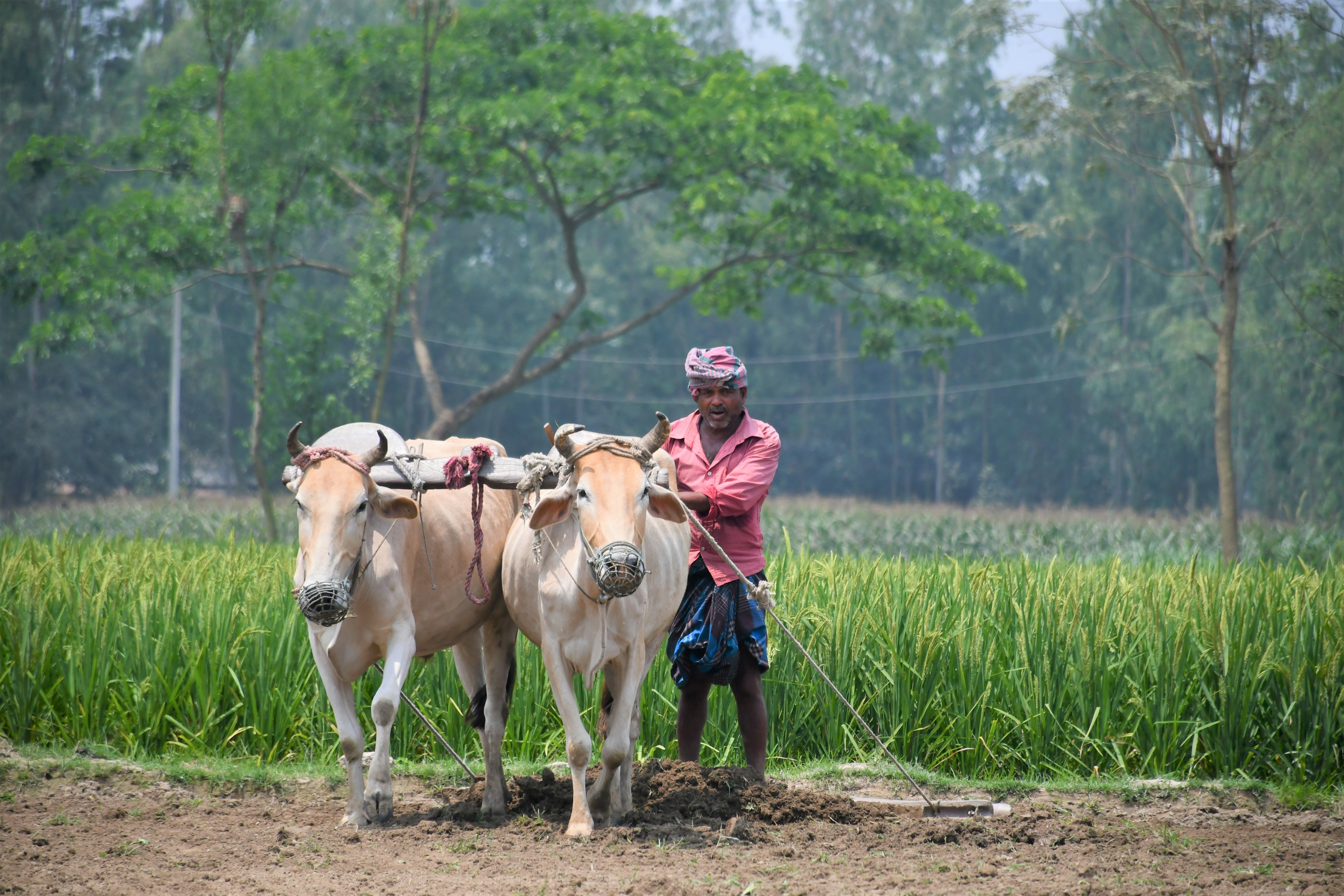 Traditional Farming Scene with Oxen and Farmer · Free Stock Photo