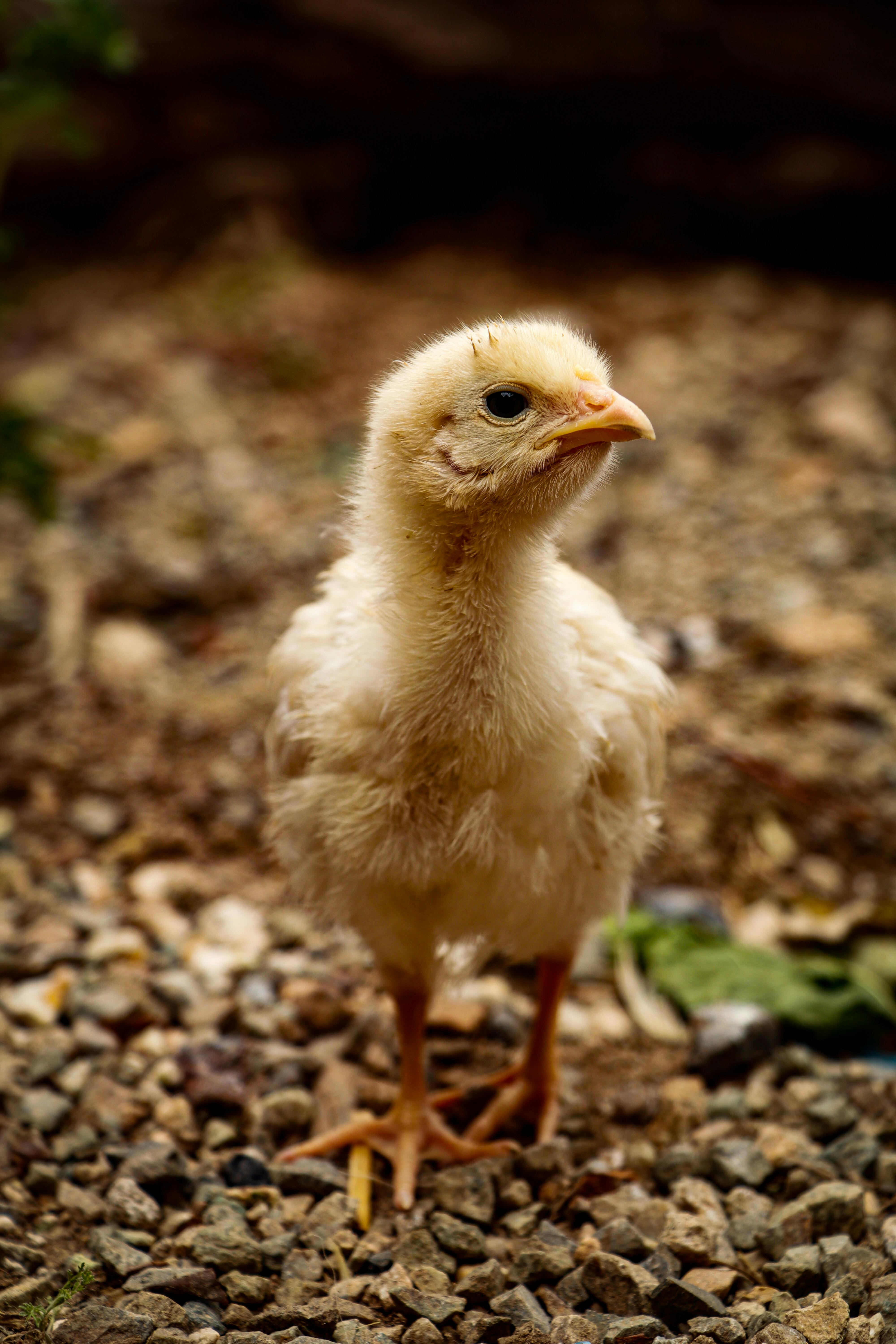 Close-Up Photo of Chick · Free Stock Photo