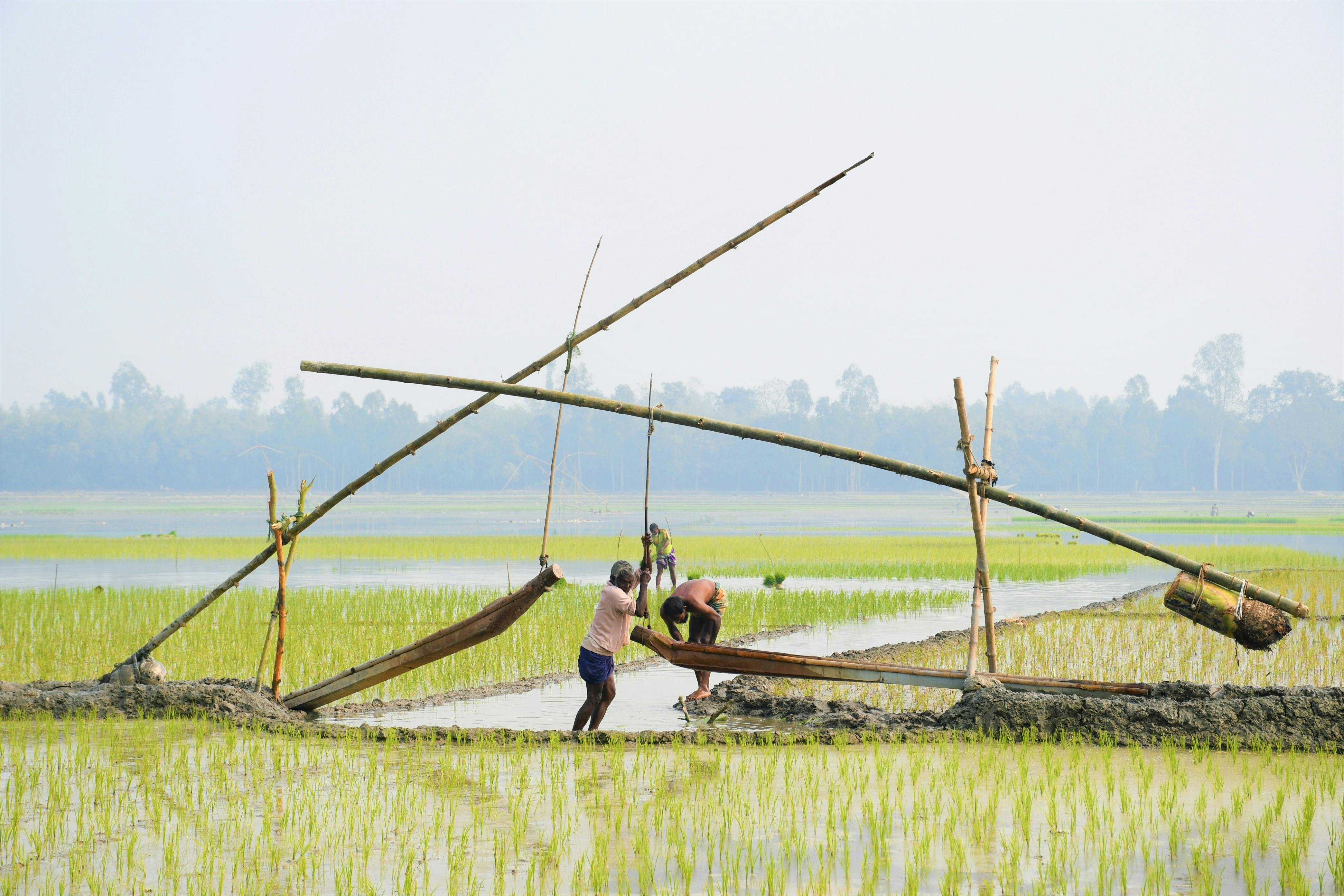 Two People on Rice Field · Free Stock Photo