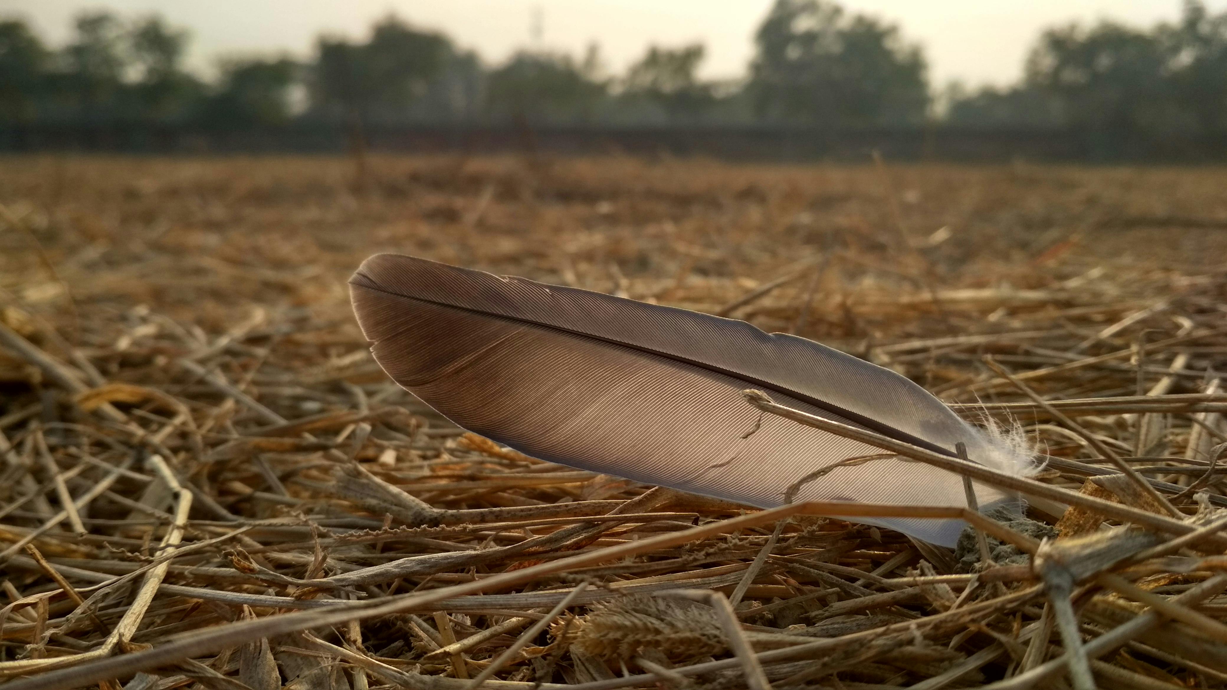 Free stock photo of feather, pigeon feather