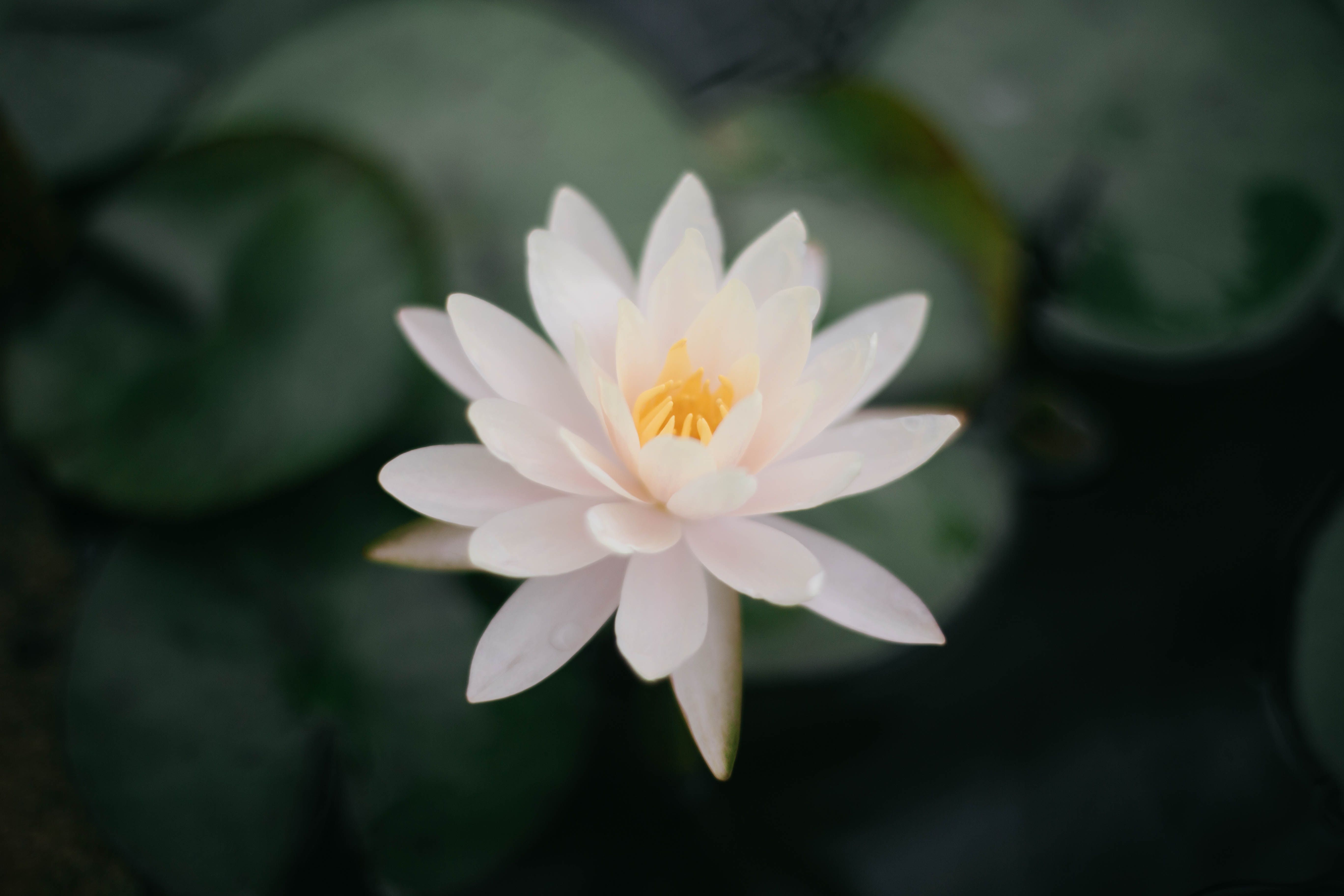 white lotus flower · Free Stock Photo