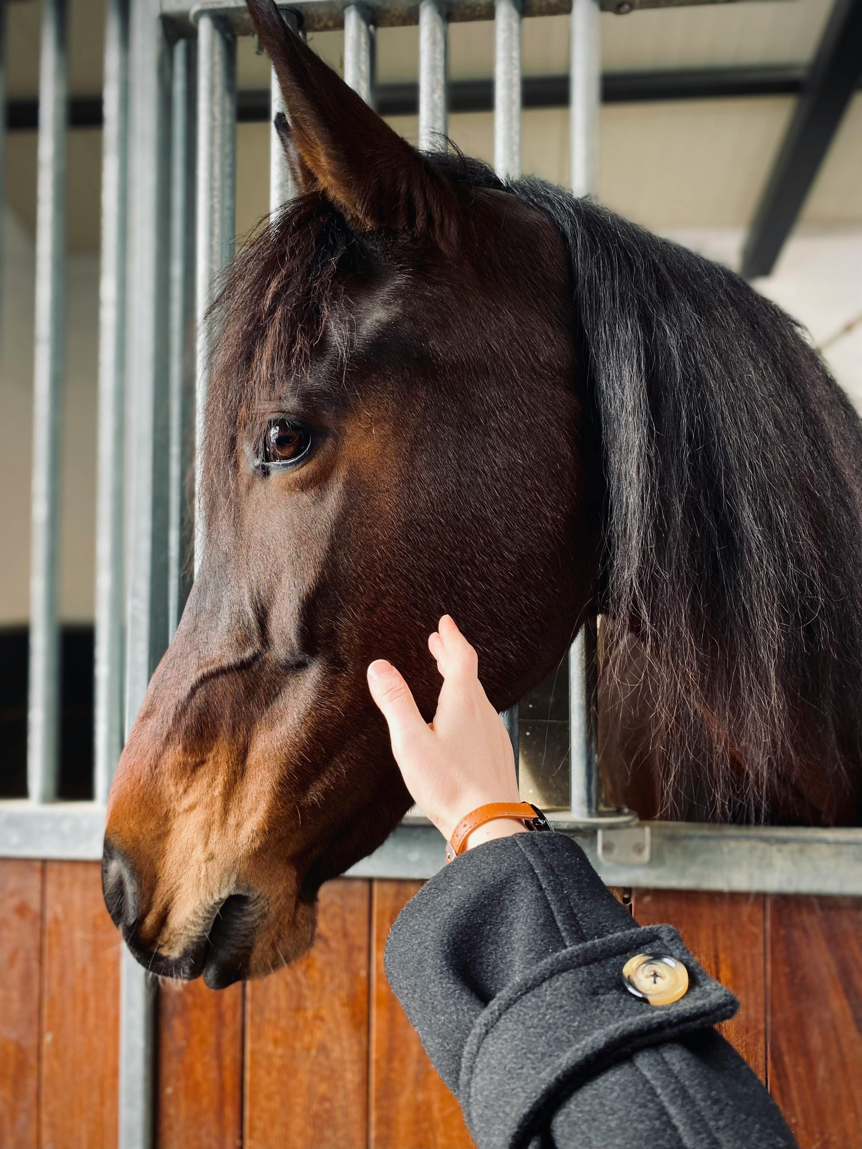 Hand Approaching to Horse Head · Free Stock Photo