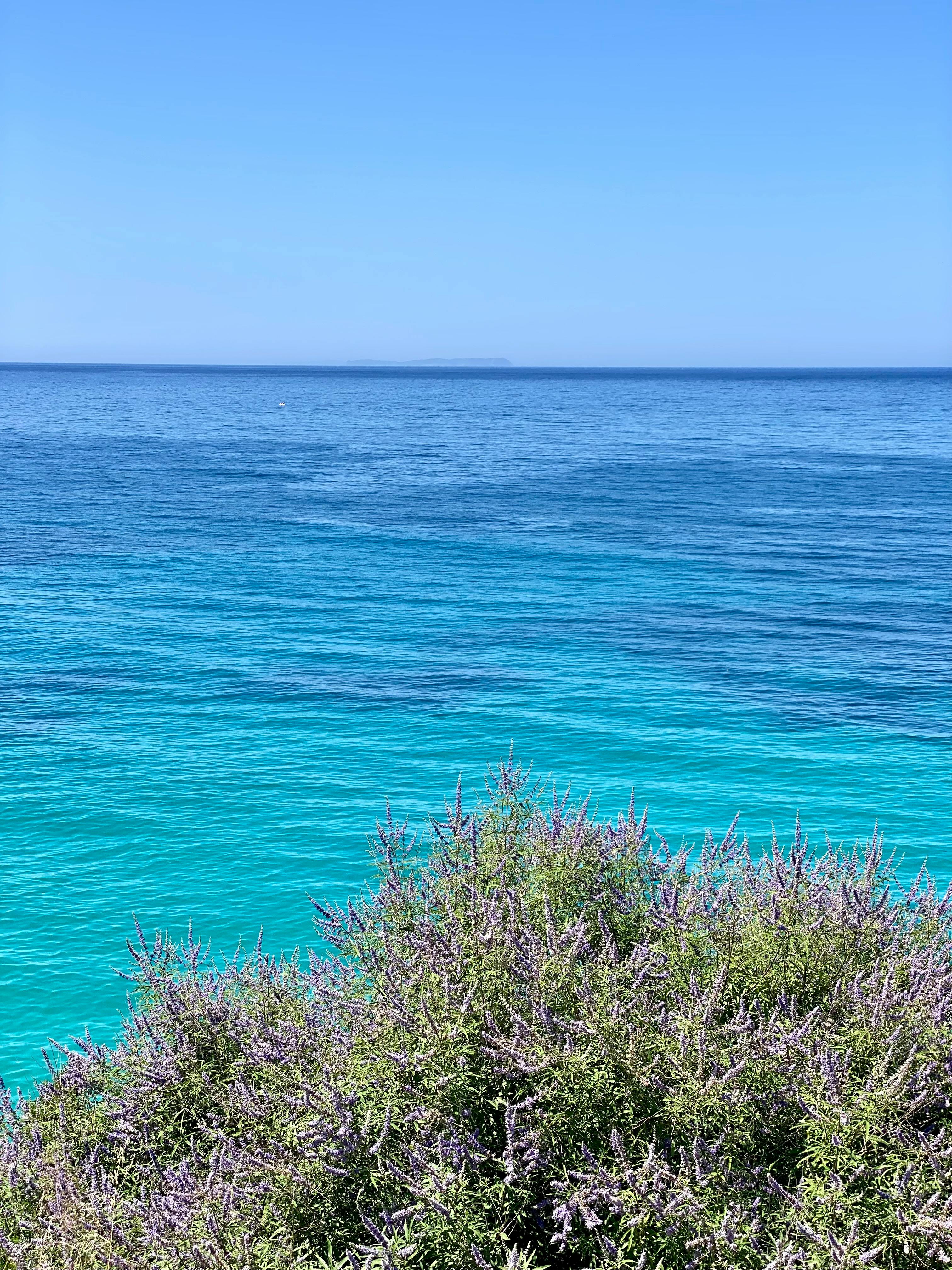 Blue Sea in Summer with Flowering Plants in the Background · Free Stock ...